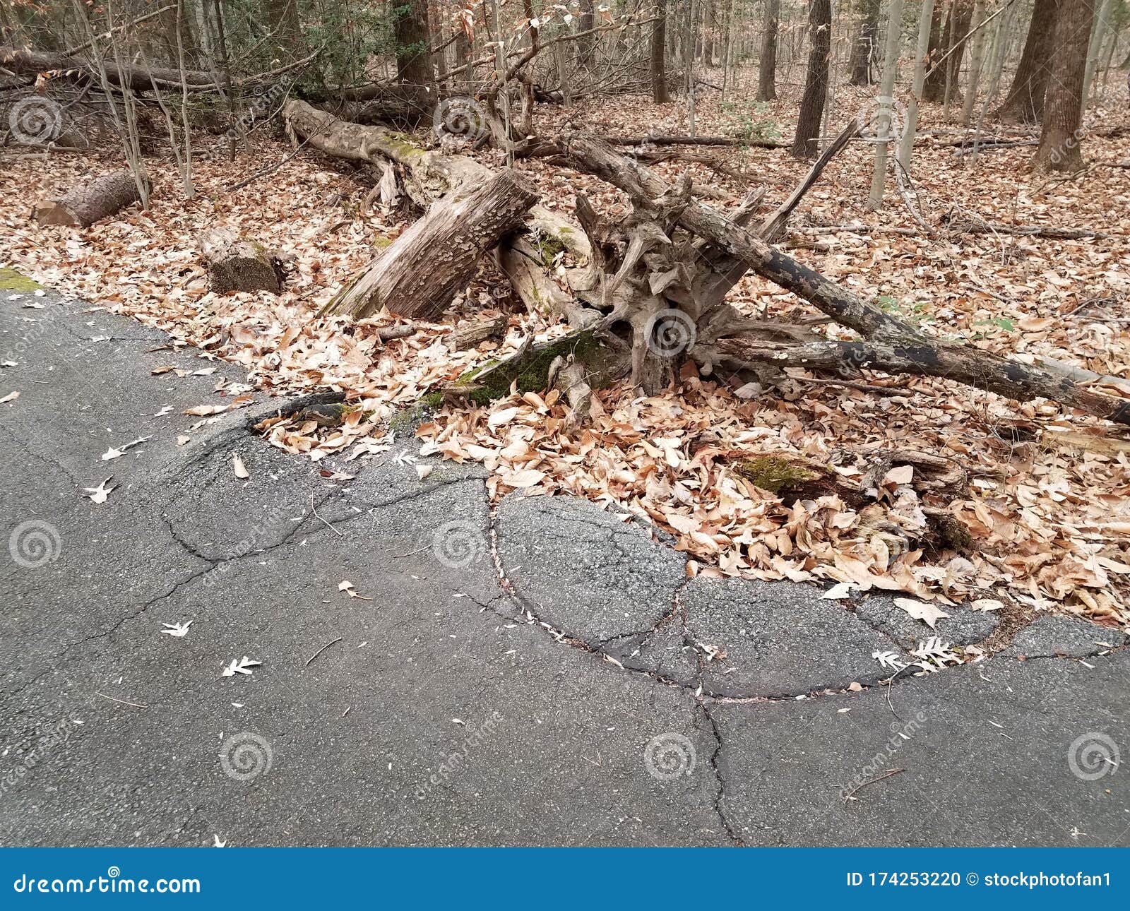 Damaged Black Asphalt Path with Tree Trunk and Roots Stock Photo ...