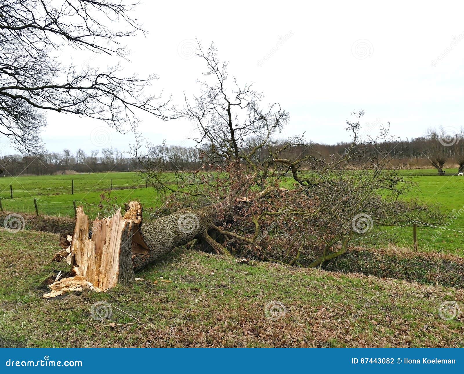 Damaged Broken Tree by Hurricane Wind after Storm Stock Photo - Image ...