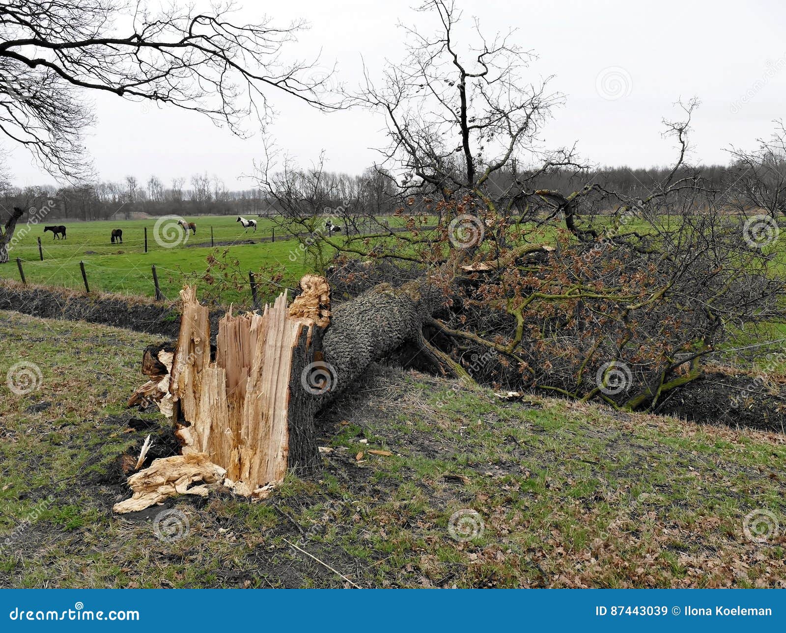 Damaged Broken Tree By Hurricane Wind After Storm Stock Image - Image ...