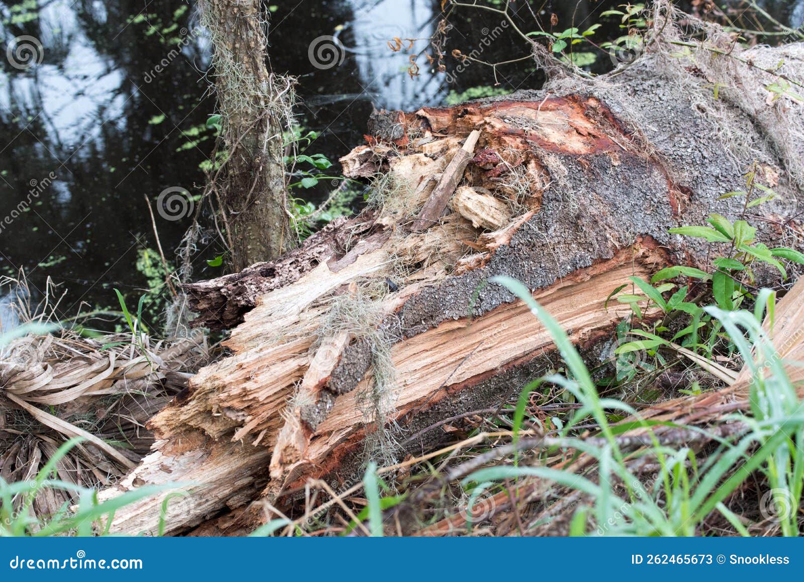 Fallen tree on ground stock image. Image of house, fell - 262465673