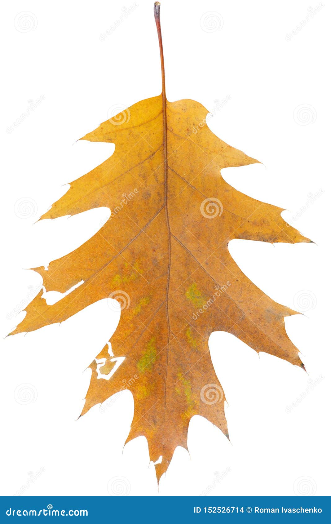 Damaged Brown Paper Roll Royalty-Free Stock Image | CartoonDealer.com ...