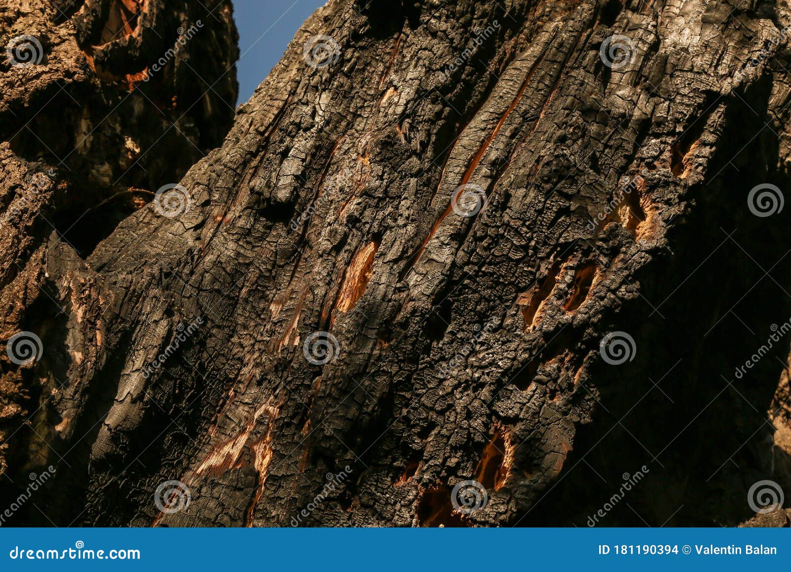 Damaged and Burnt Tree Bark. Stock Photo - Image of material ...