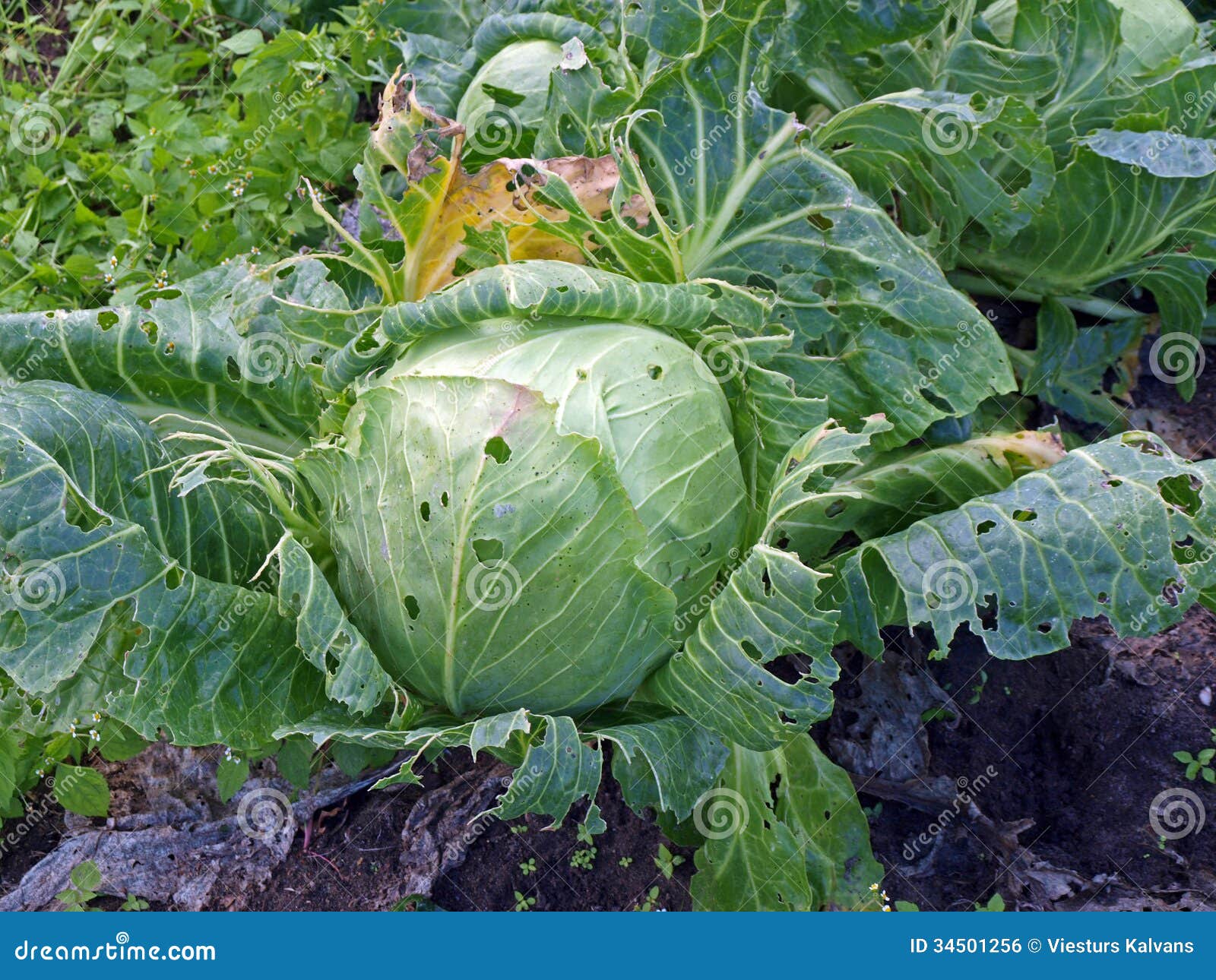 Damaged cabbage stock photo. Image of worms, garden, eated - 34501256