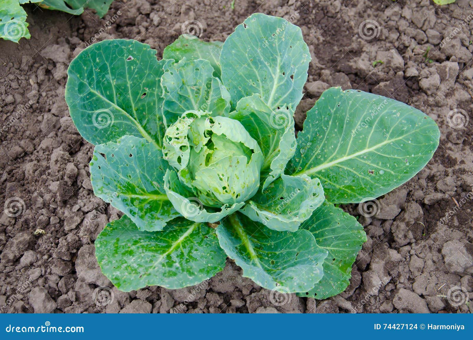 Damaged cabbage stock photo. Image of currant, dirty - 74427124