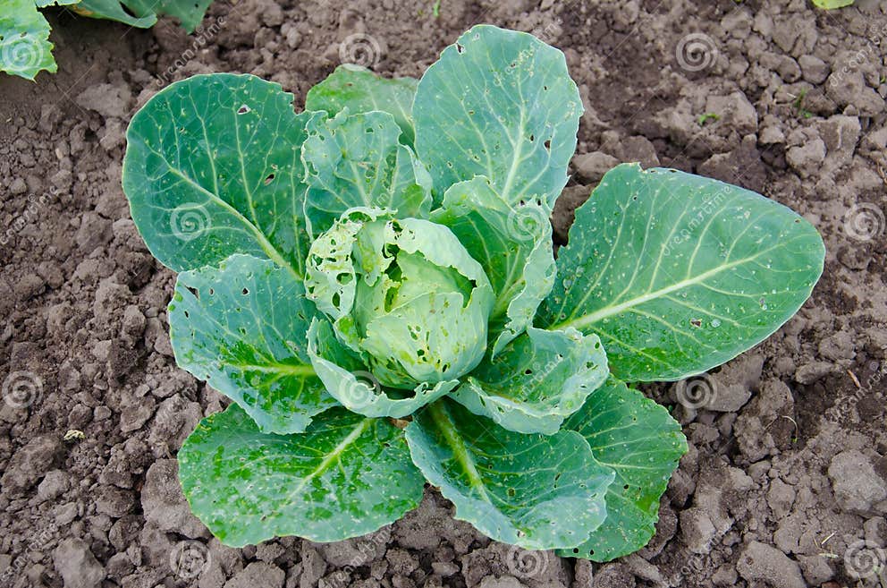 Damaged cabbage stock photo. Image of currant, dirty - 74427124