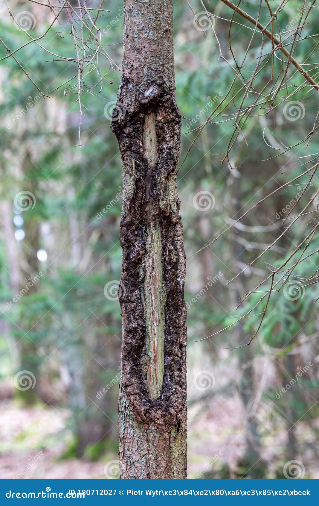 Damaged Coniferous Bark. Damage Caused in the Forests by Animals Stock ...