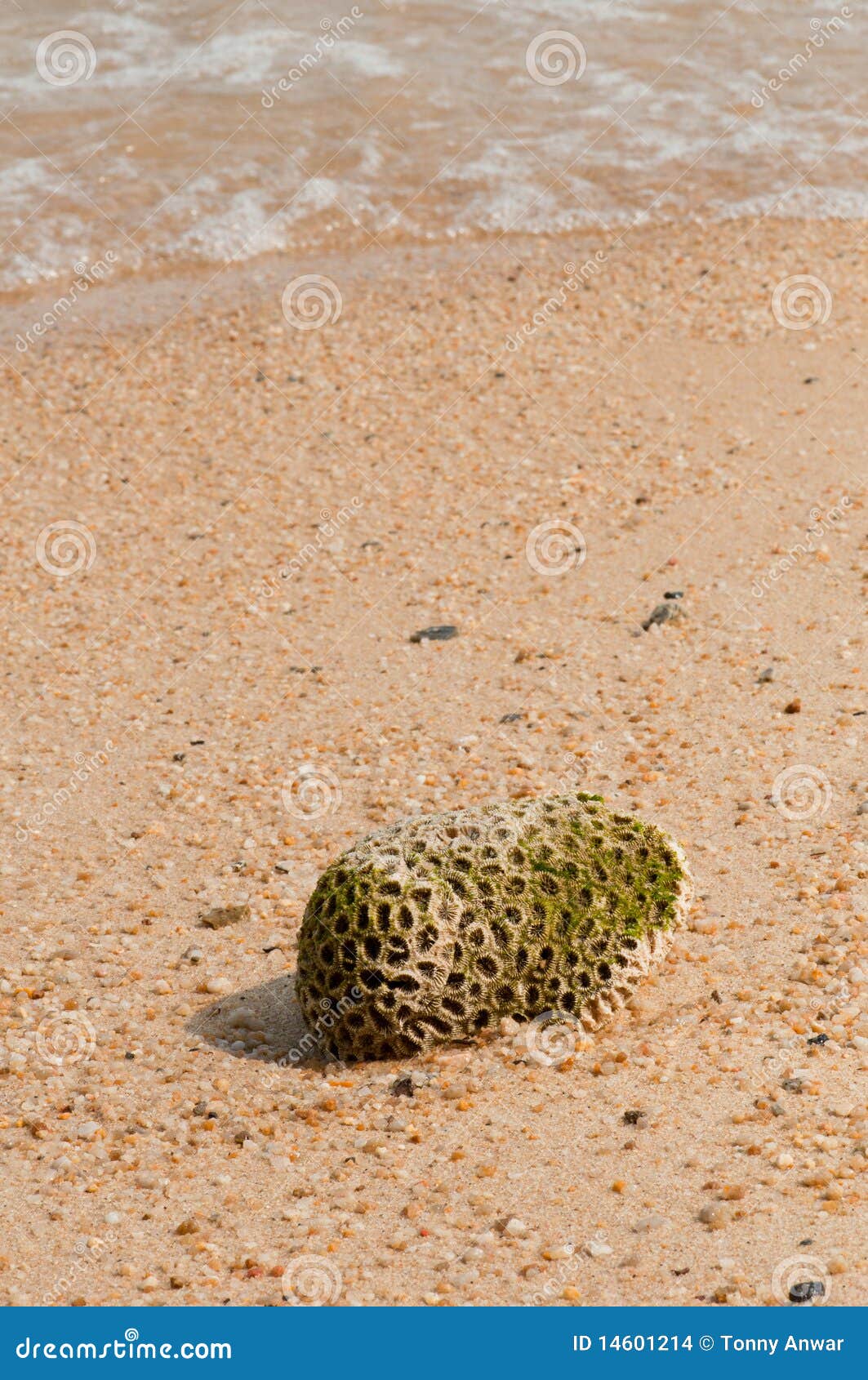 Damaged Coral and Beach stock photo. Image of environment - 14601214