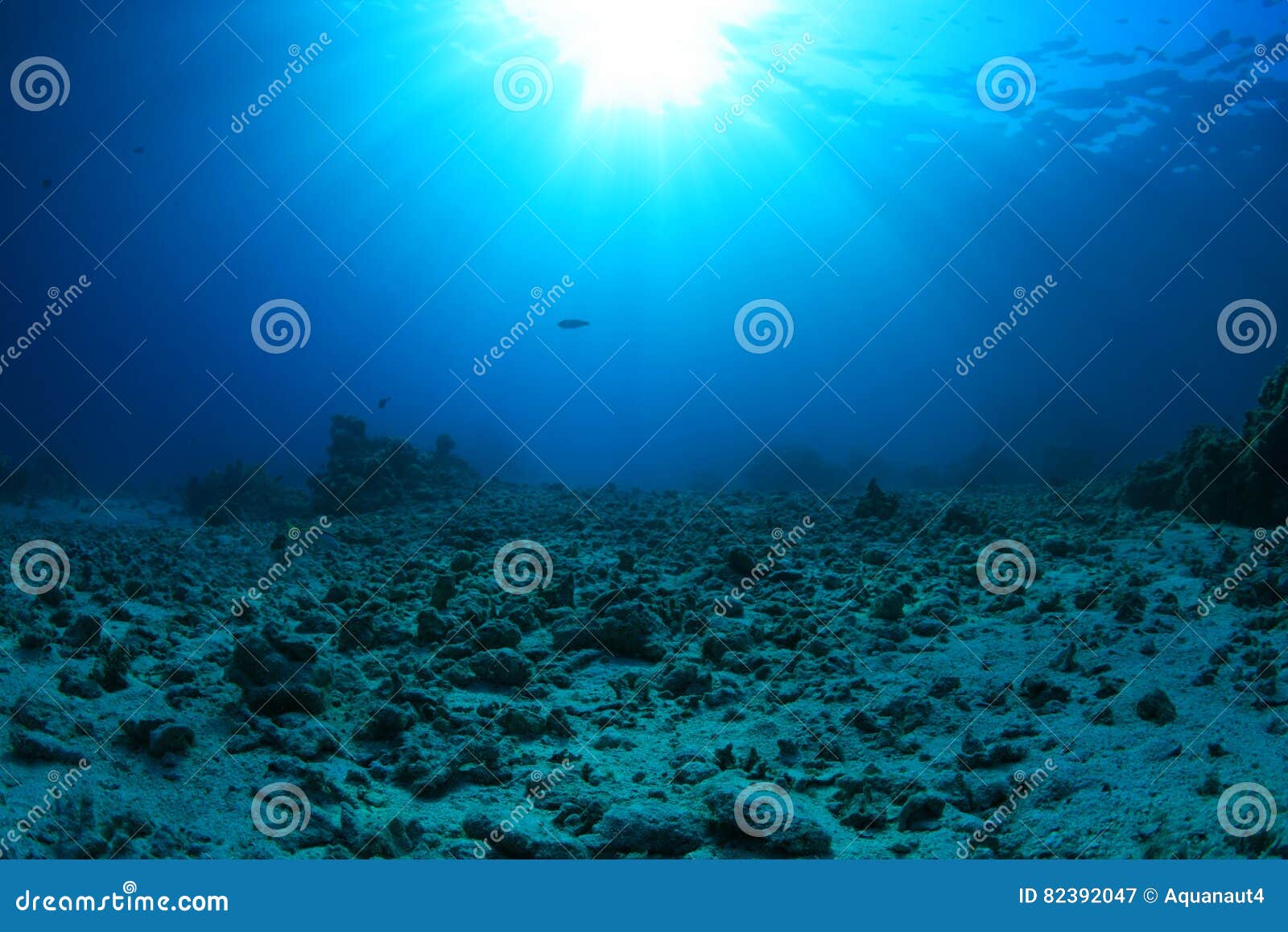 Damaged coral reef stock image. Image of life, egypt - 82392047
