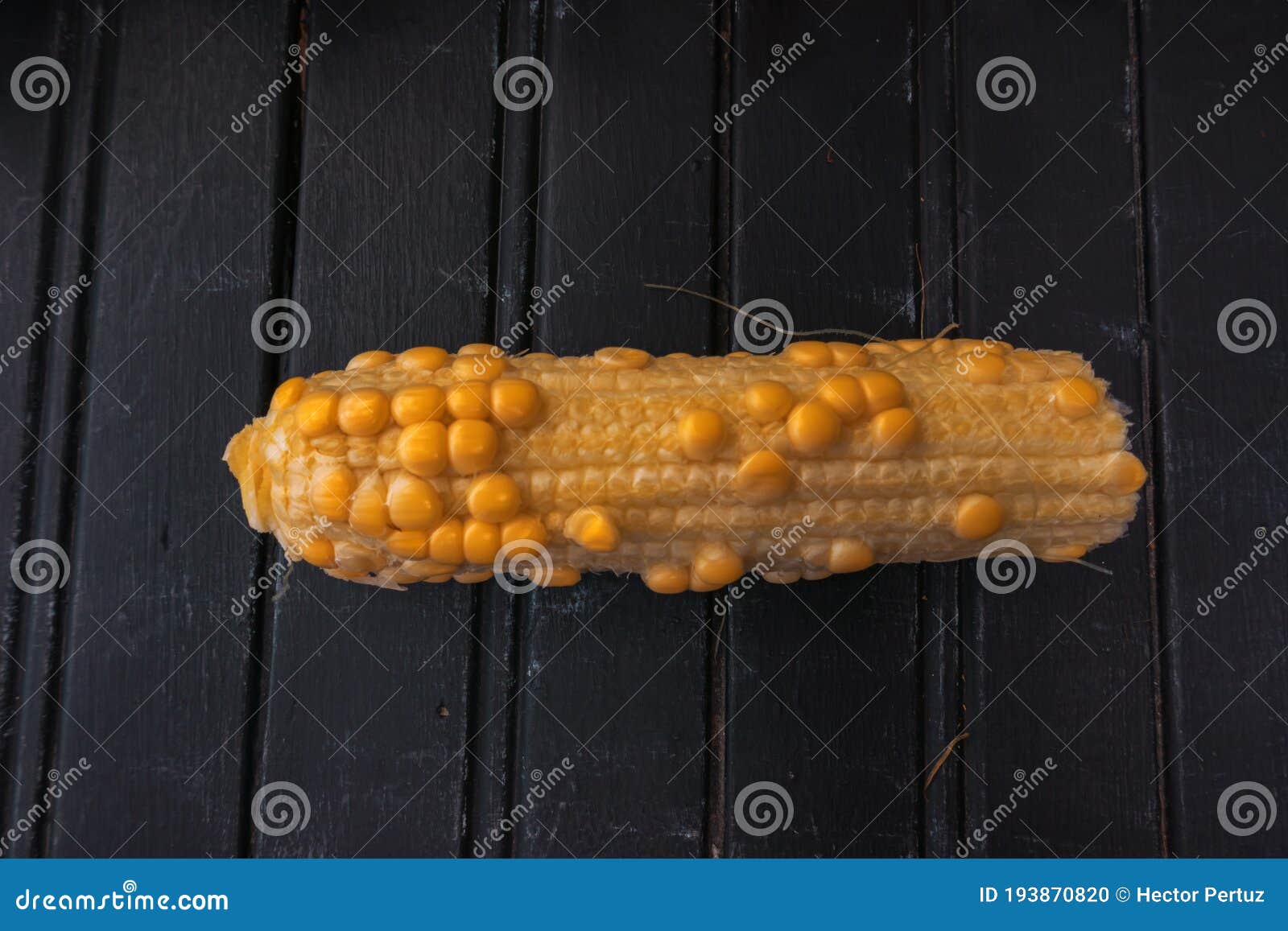 Damaged Corn On The Con In Cultivated Field. Maize Crop Ready For ...