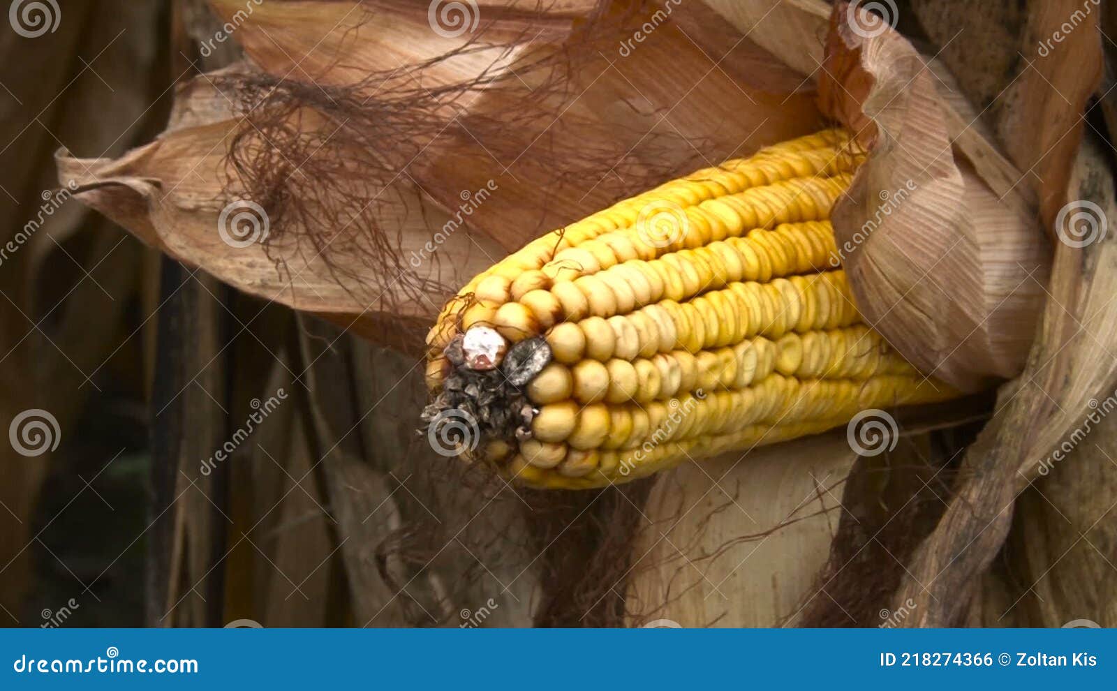 Damaged corn cob. stock footage. Video of crop, green - 218274366