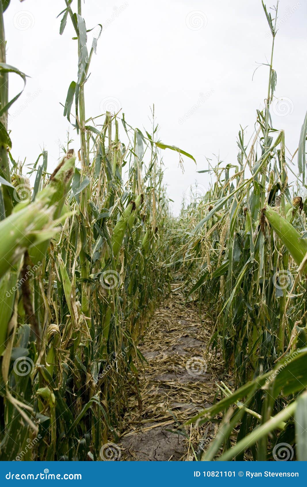 Damaged Corn Field stock image. Image of damage, nature - 10821101