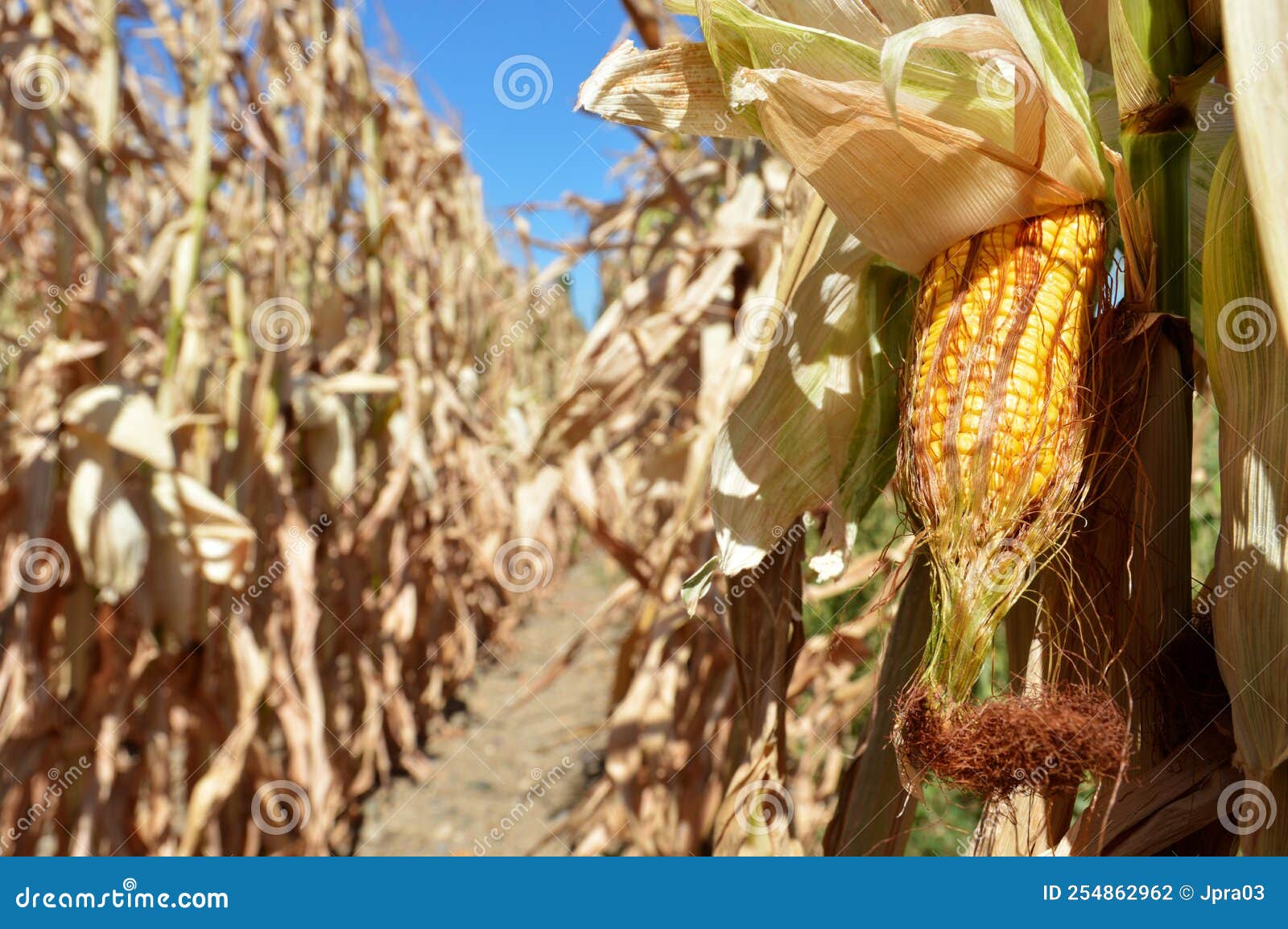 Damaged corn field stock photo. Image of corn, drought - 254862962