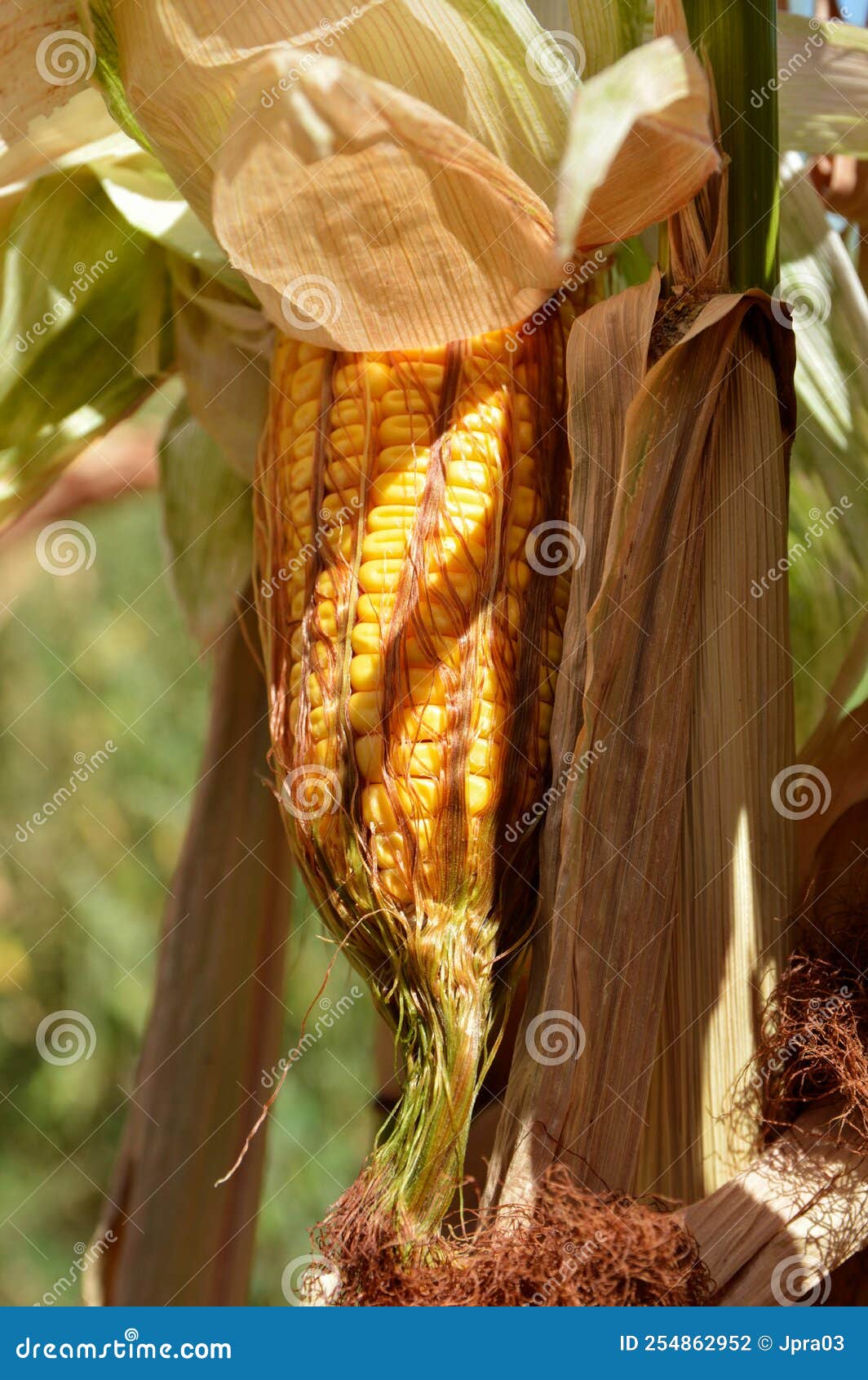 Damaged corn field stock photo. Image of dried, agribusiness - 254862952