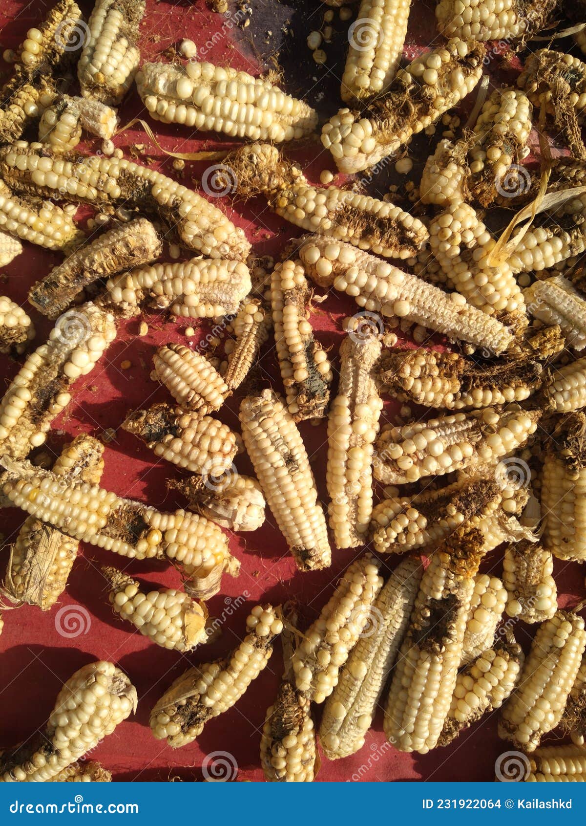 Damaged Corn Kernels by Insects Stock Photo - Image of corn, kernels ...