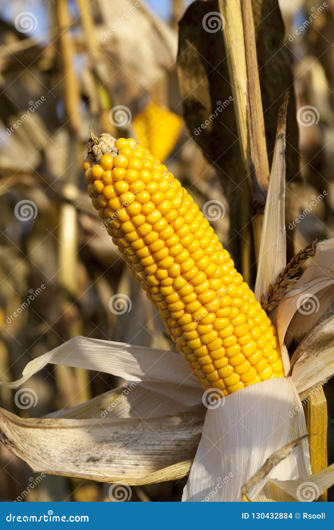 Damaged corn stock photo. Image of grain, natural, healthy - 130432884