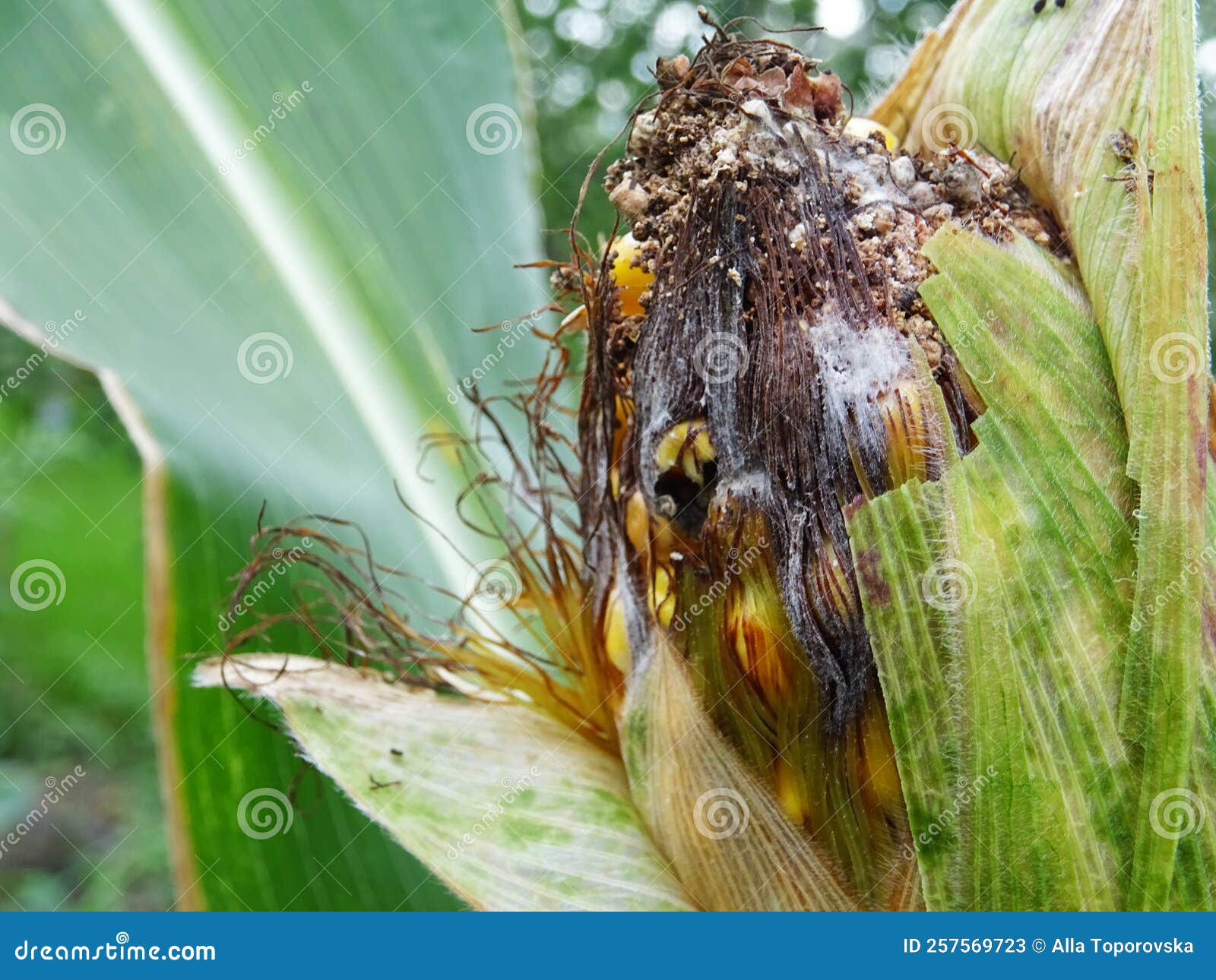 Damaged Corn Plants in the Field, Crop Loss Stock Image - Image of ...
