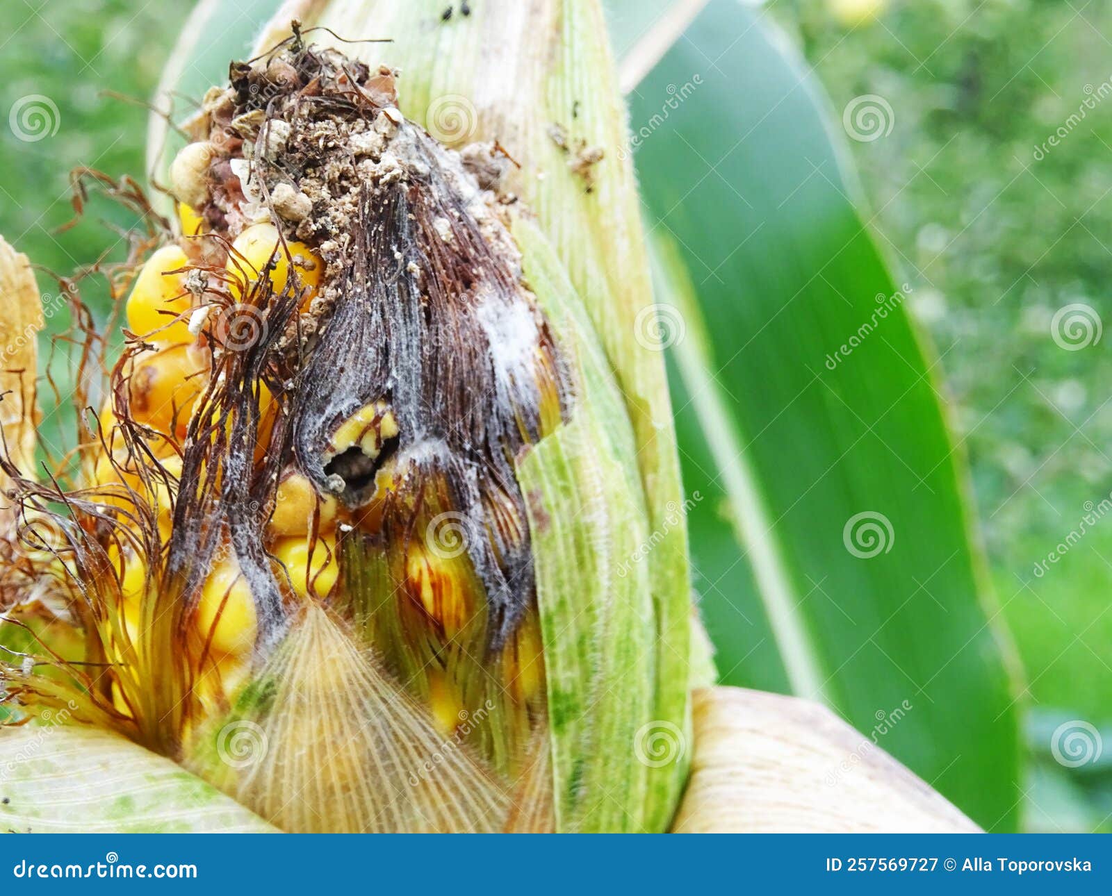 Damaged Corn Plants in the Field, Crop Loss Stock Image - Image of ...