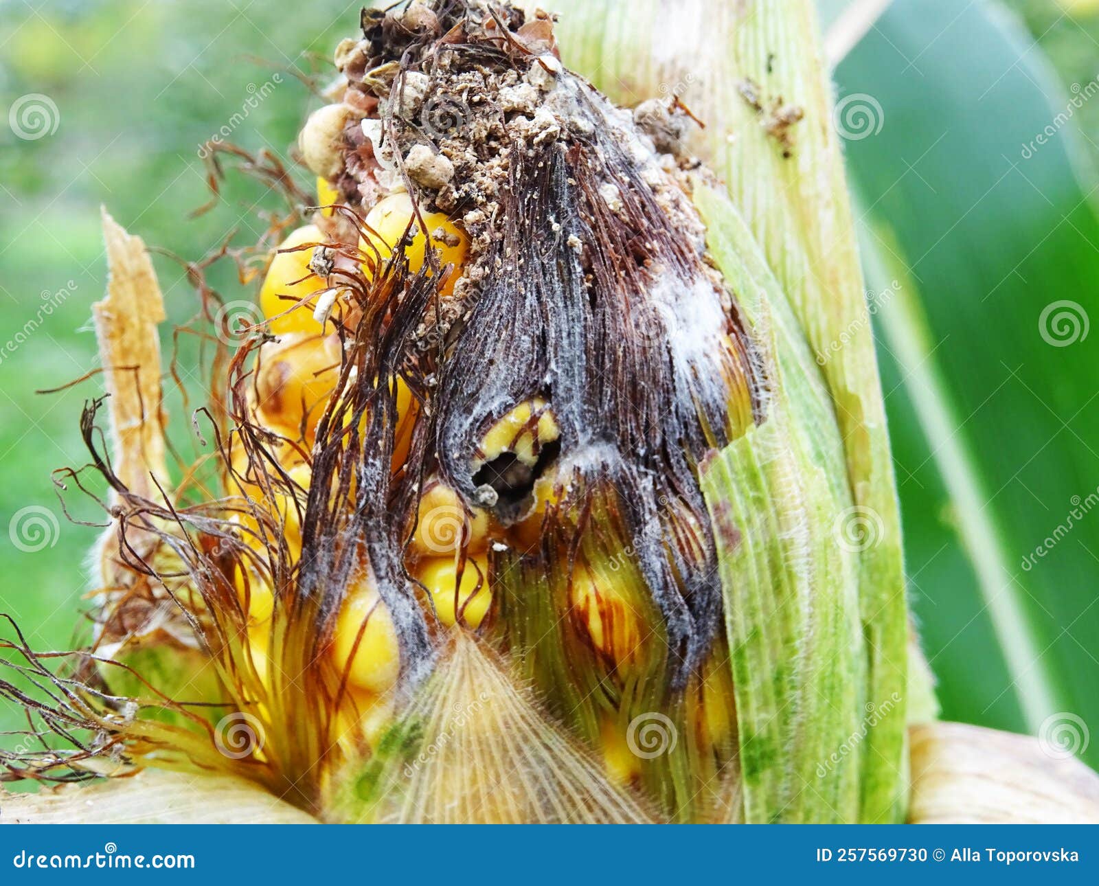 Damaged Corn Plants in the Field, Crop Loss Stock Photo - Image of ...