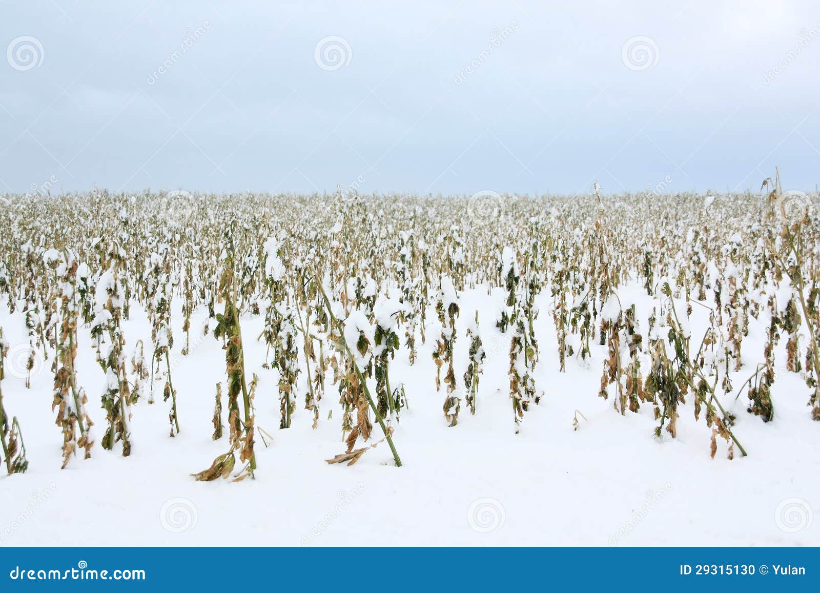 Damaged crop in the field stock photo. Image of fruit - 29315130