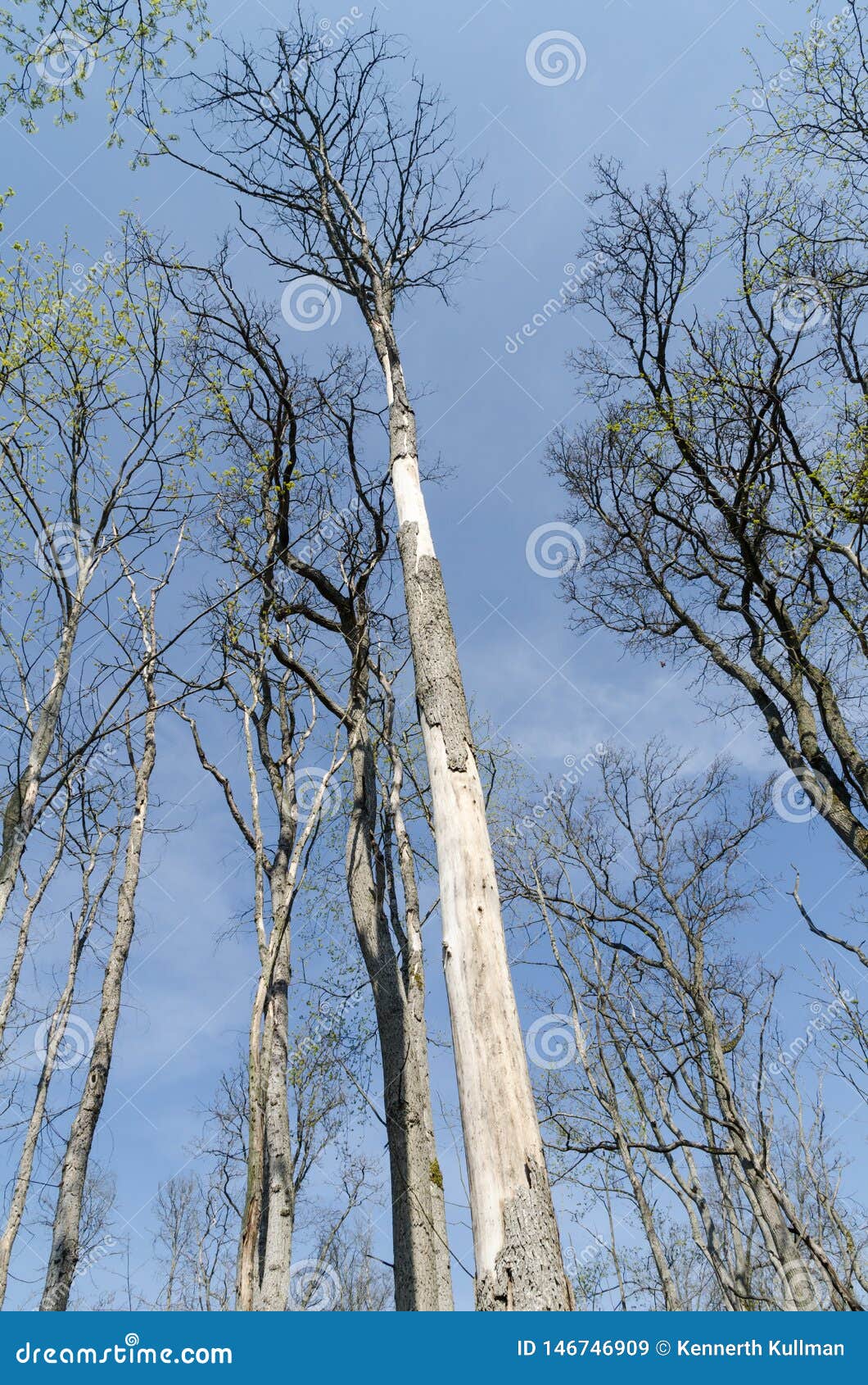 Damaged Elm Trees by Dutch Elm Disease Stock Image - Image of natural ...