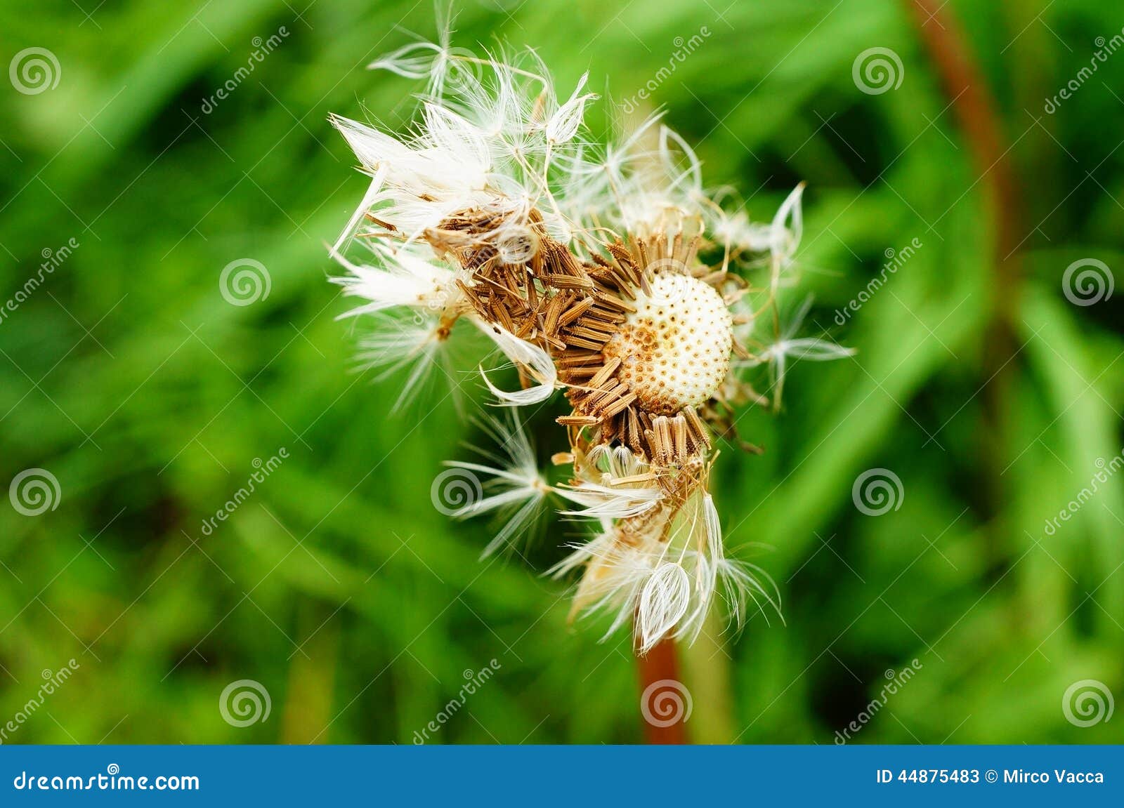 Damaged flower stock image. Image of flora, damaged, nature - 44875483