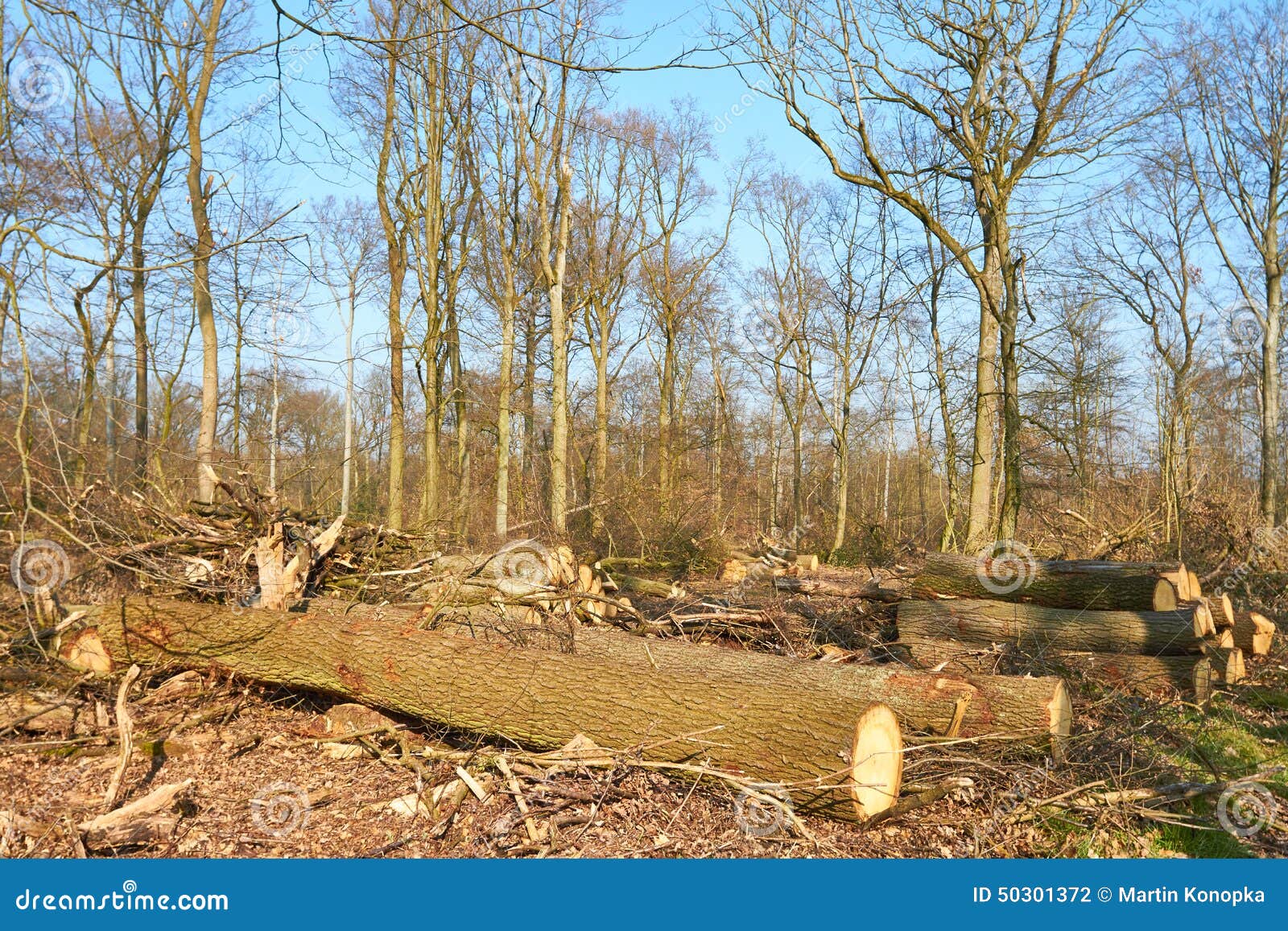 Damaged Forest stock photo. Image of ecology, forestry - 50301372