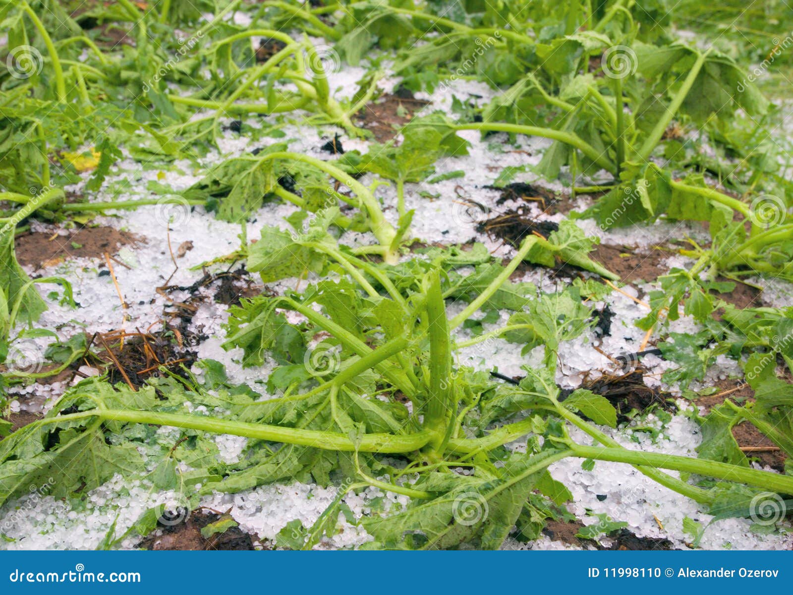 Damaged Gourd after Hailstorm Stock Photo - Image of storm, leaf: 11998110