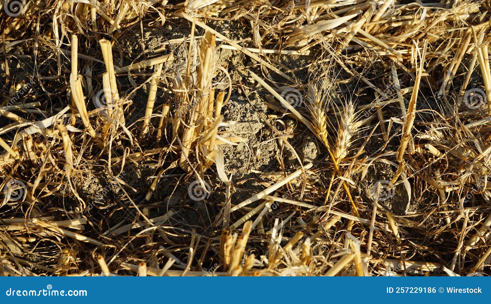 Damaged Harvest in a Wheat Field Stock Photo - Image of wheat, view ...