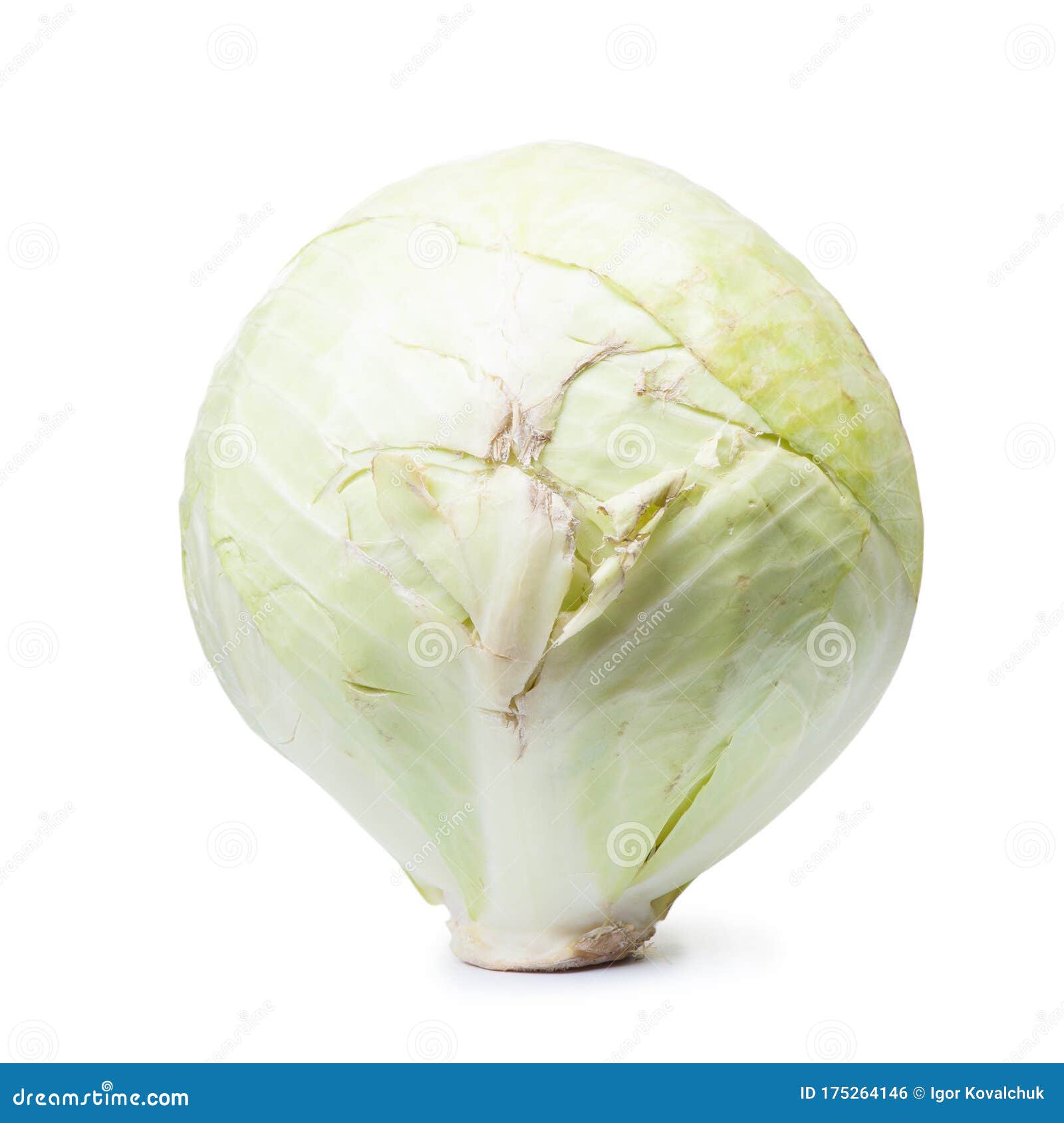 Damaged head of cabbage stock photo. Image of nature - 175264146