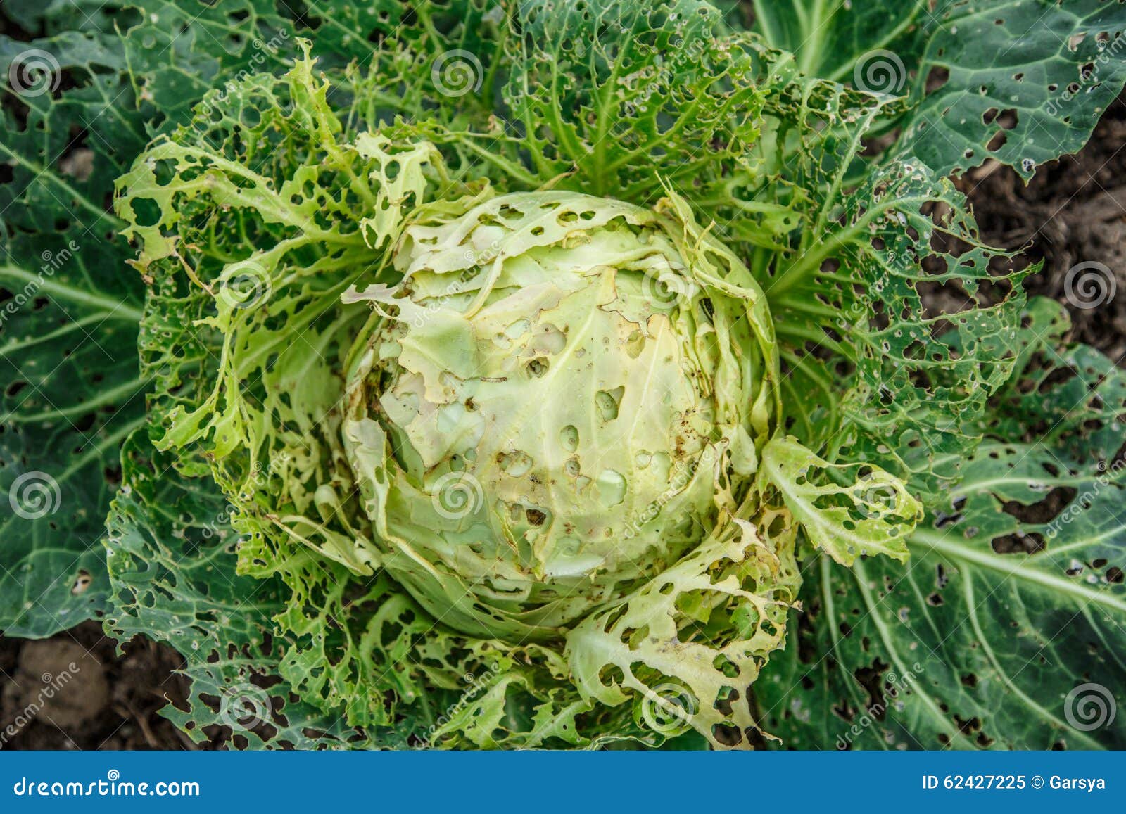 Damaged head of cabbage stock image. Image of nature - 62427225