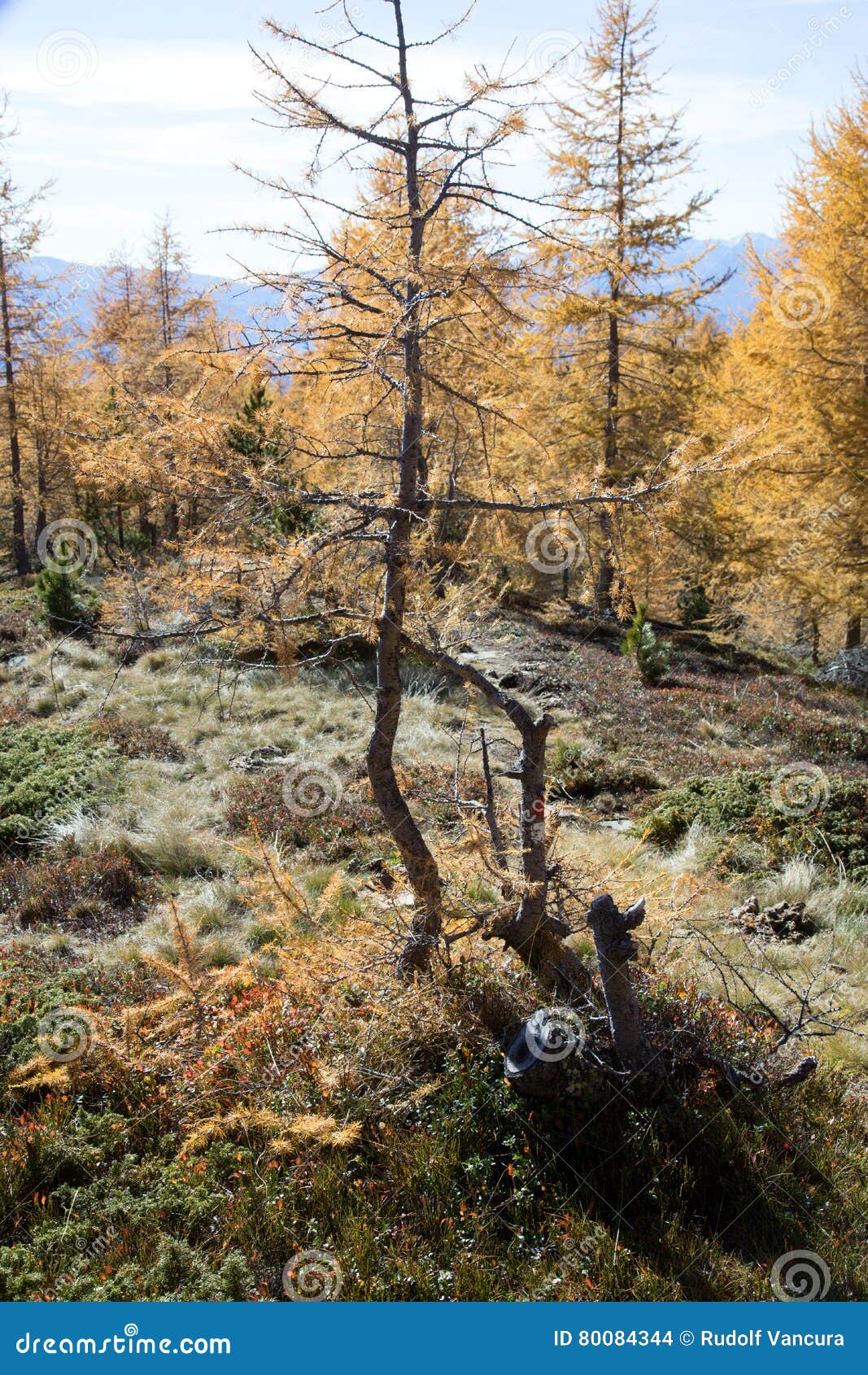 Damaged larch tree in fall stock photo. Image of fall - 80084344
