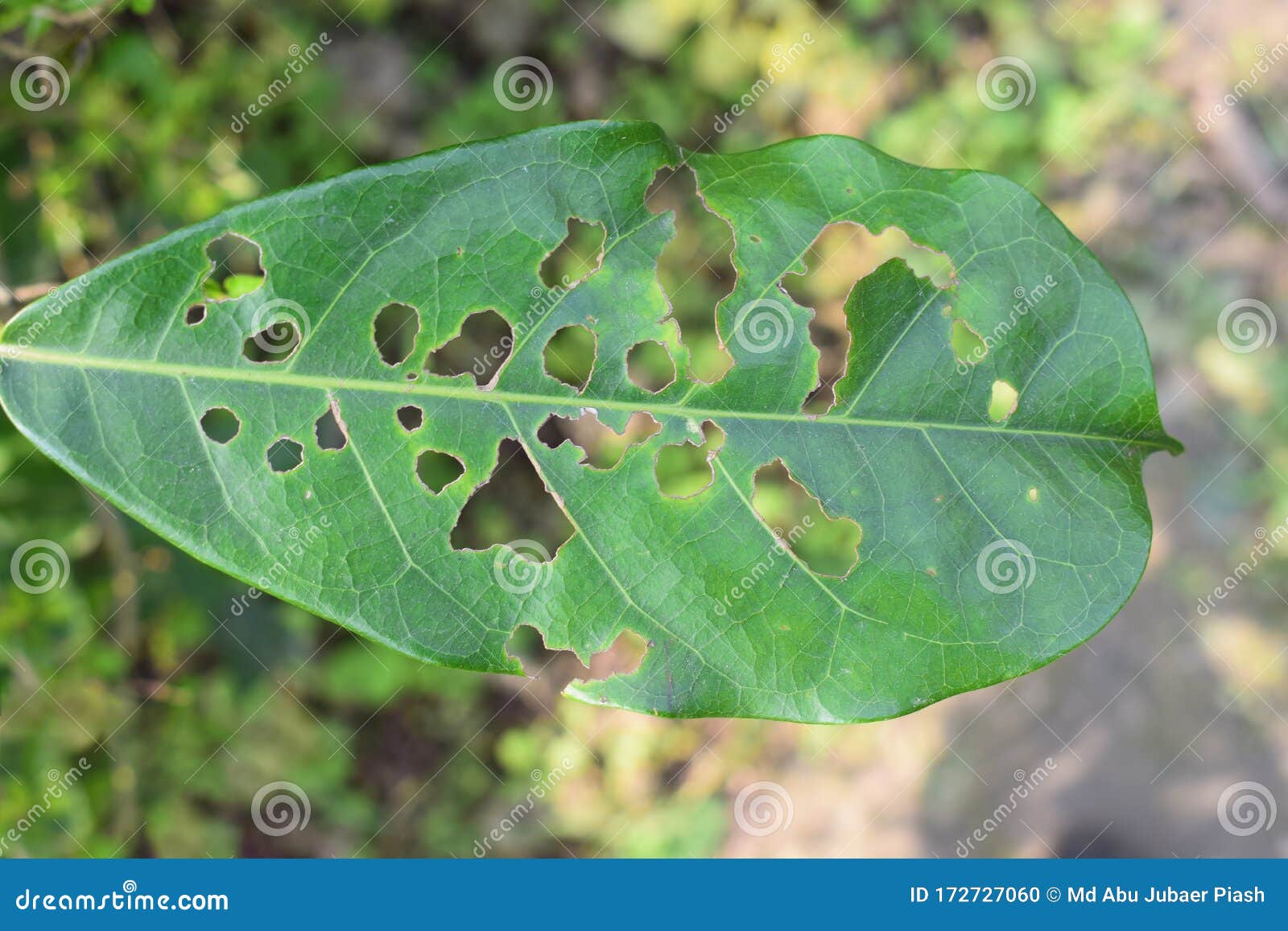A damaged leaf in daylight stock photo. Image of disaster - 172727060