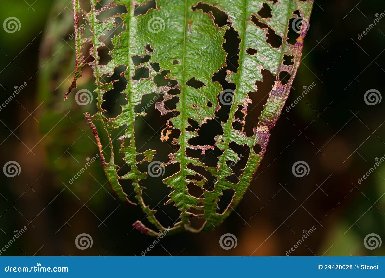 Leaf With Holes On A Tree, Eaten By Pests. Green Leaf Eaten By Worms ...