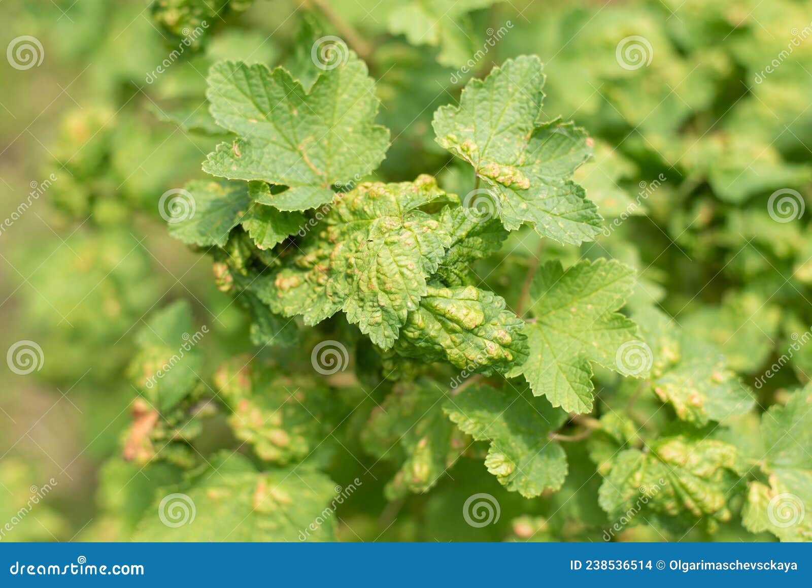 Blisters On A Grape Leaf Damaged By Spider Mites In A Vineyard ...