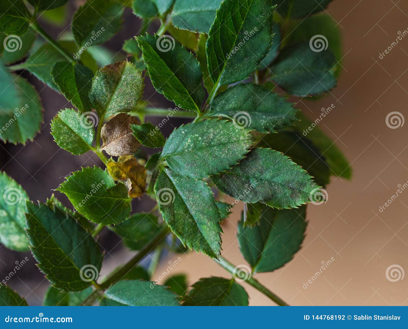Damaged Leaves by Spider Mite. Plant Disease. Stock Photo - Image of ...