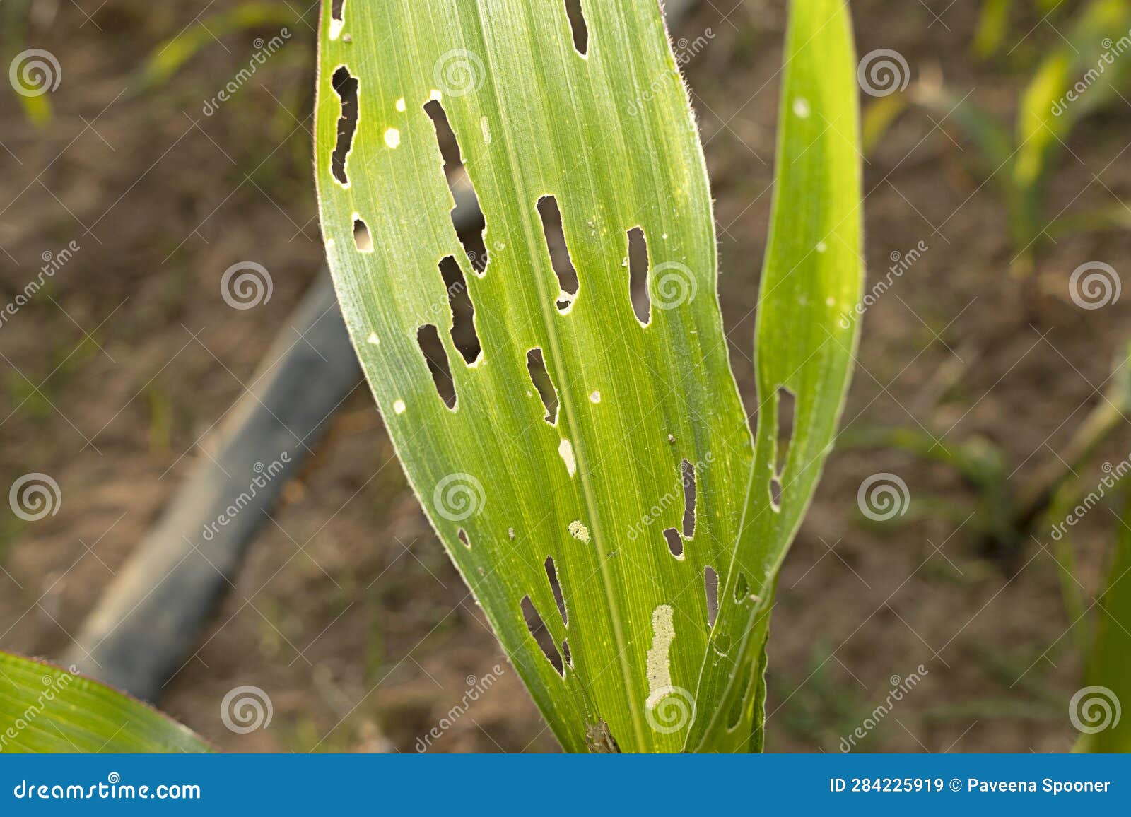 Damaged Leaves from Stem Borer Caterpillar Stock Image - Image of ...