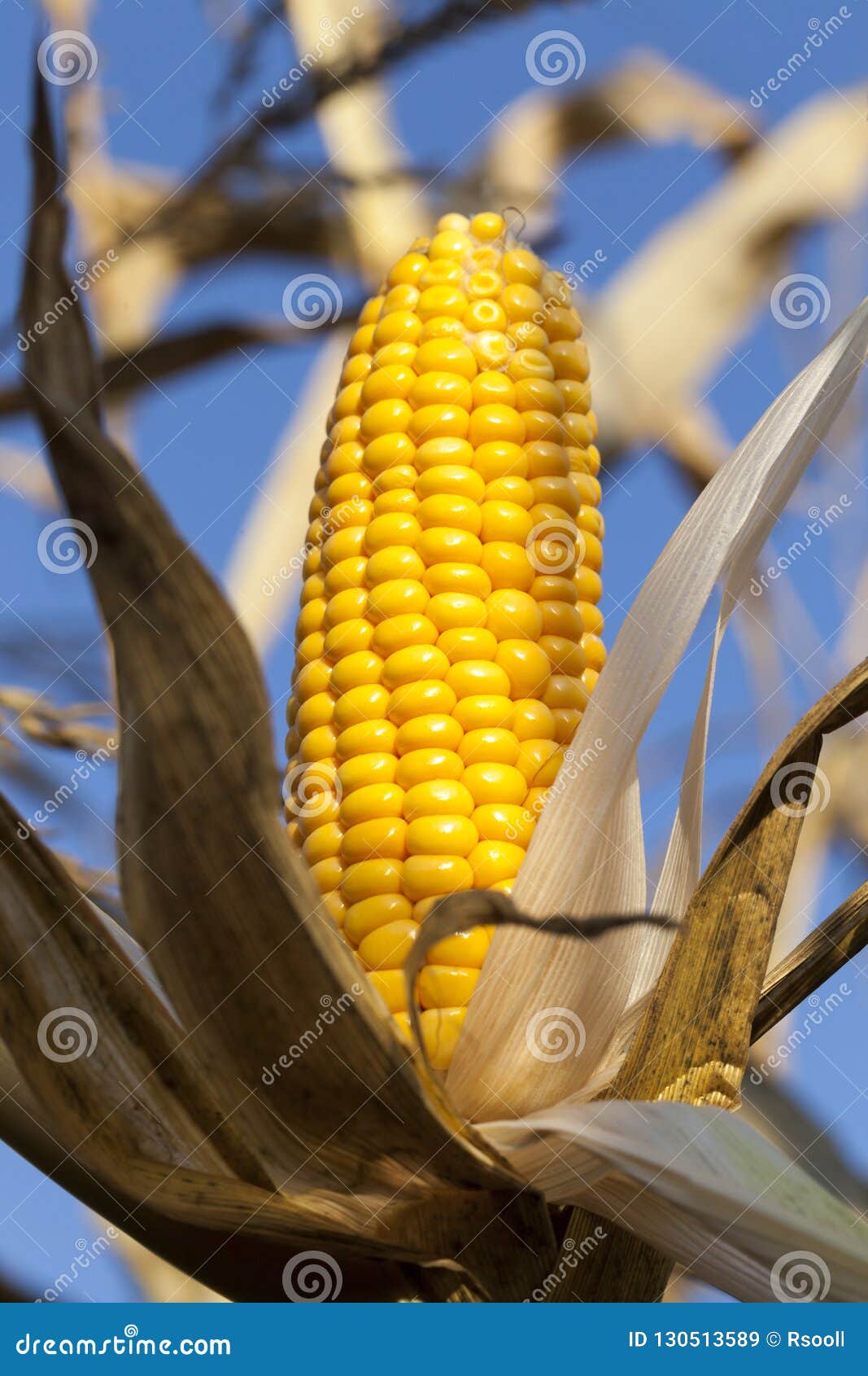 Damaged corn stock image. Image of food, farm, crops - 130513589