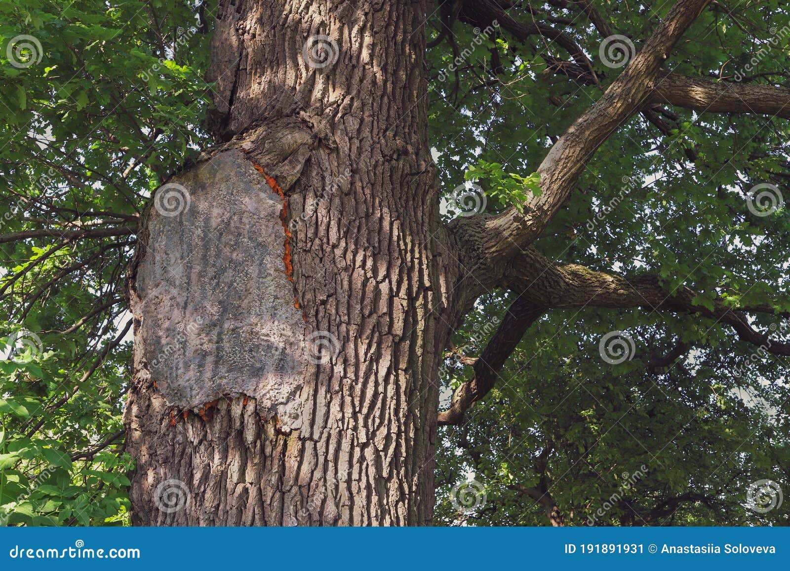 Old Hollow Oak Tree with Board Patch. Stock Image - Image of injury ...