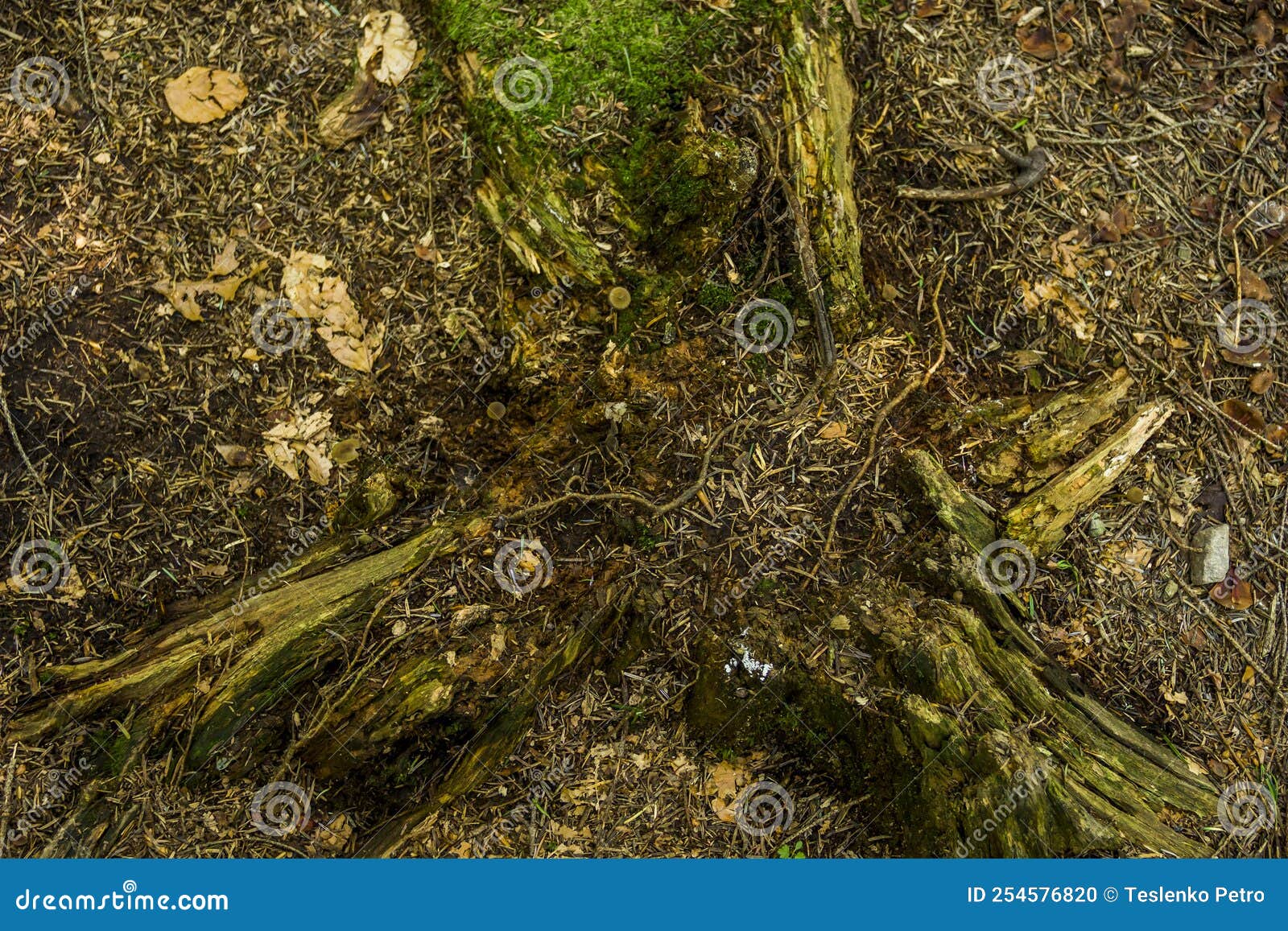 Damaged Old Spruce Stump in the Forest Stock Photo - Image of closeup ...