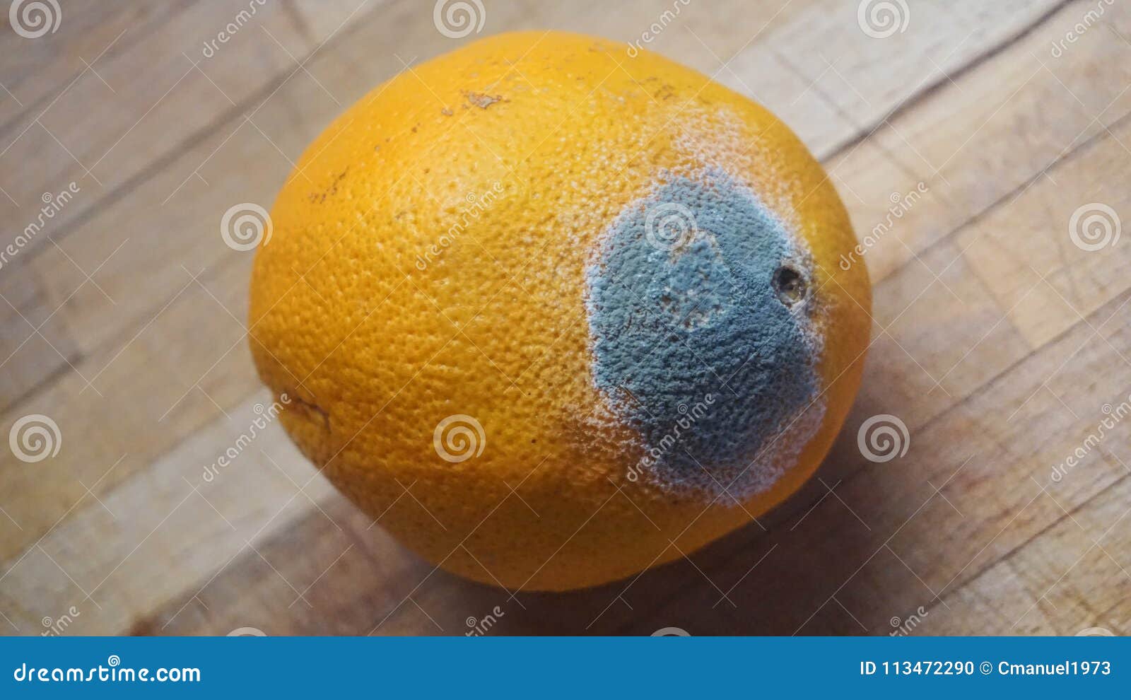 Damaged orange fruit stock photo. Image of disgusting - 113472290