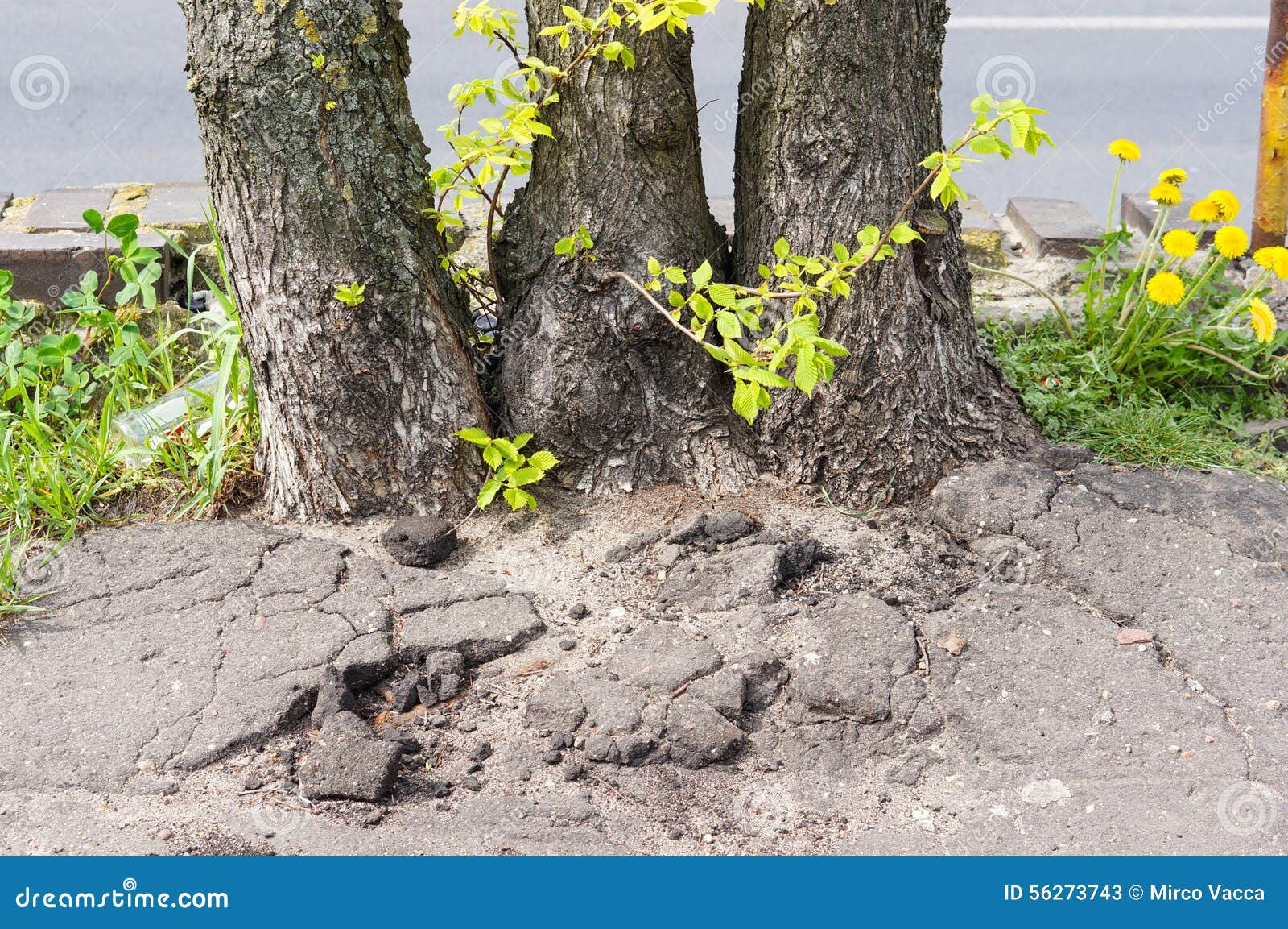 Damaged pavement stock image. Image of pieces, wood, leaves - 56273743