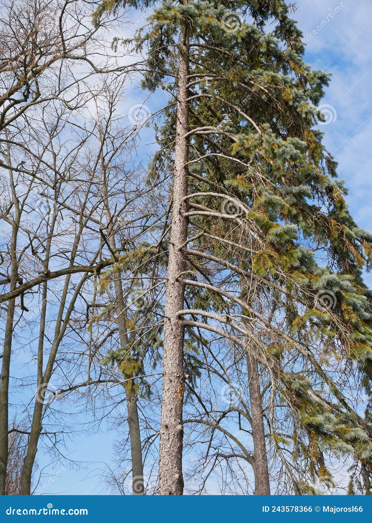 Damaged Pine Tree in the Woods Stock Photo - Image of angle, damage ...