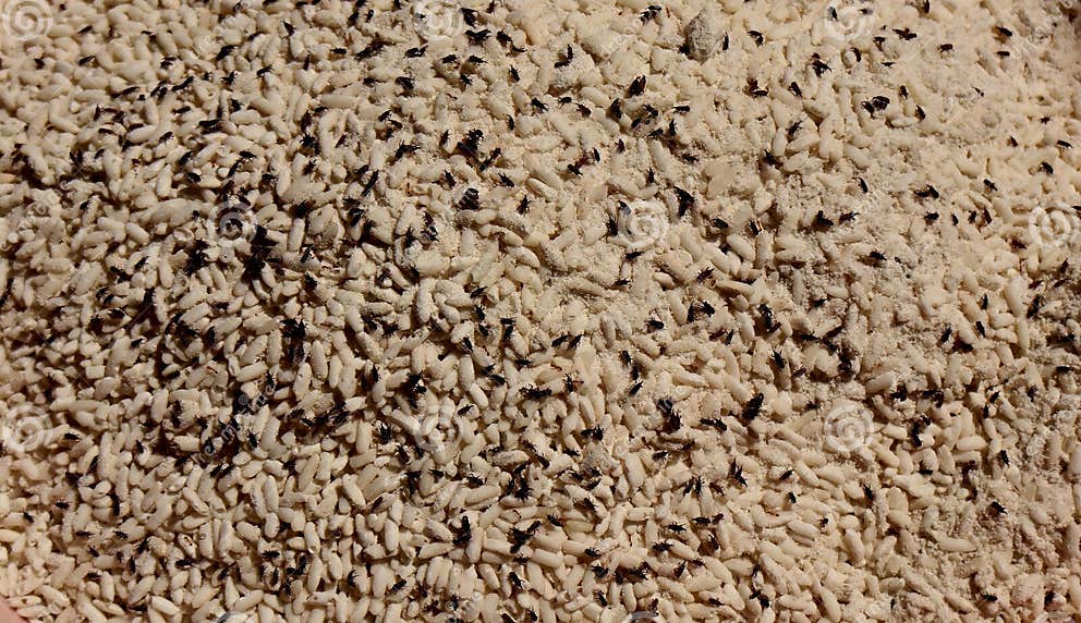 Damaged rice. Bug on rice. stock photo. Image of food - 326055006