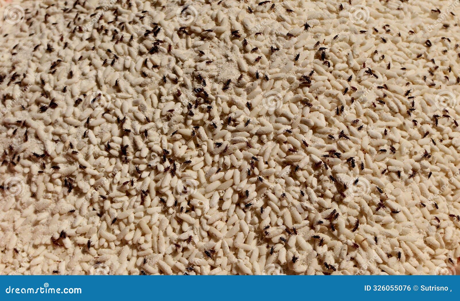 Damaged rice. Bug on rice. stock photo. Image of closeup - 326055076