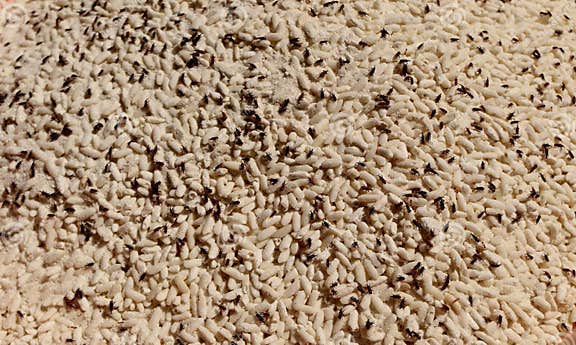Damaged rice. Bug on rice. stock photo. Image of closeup - 326055076