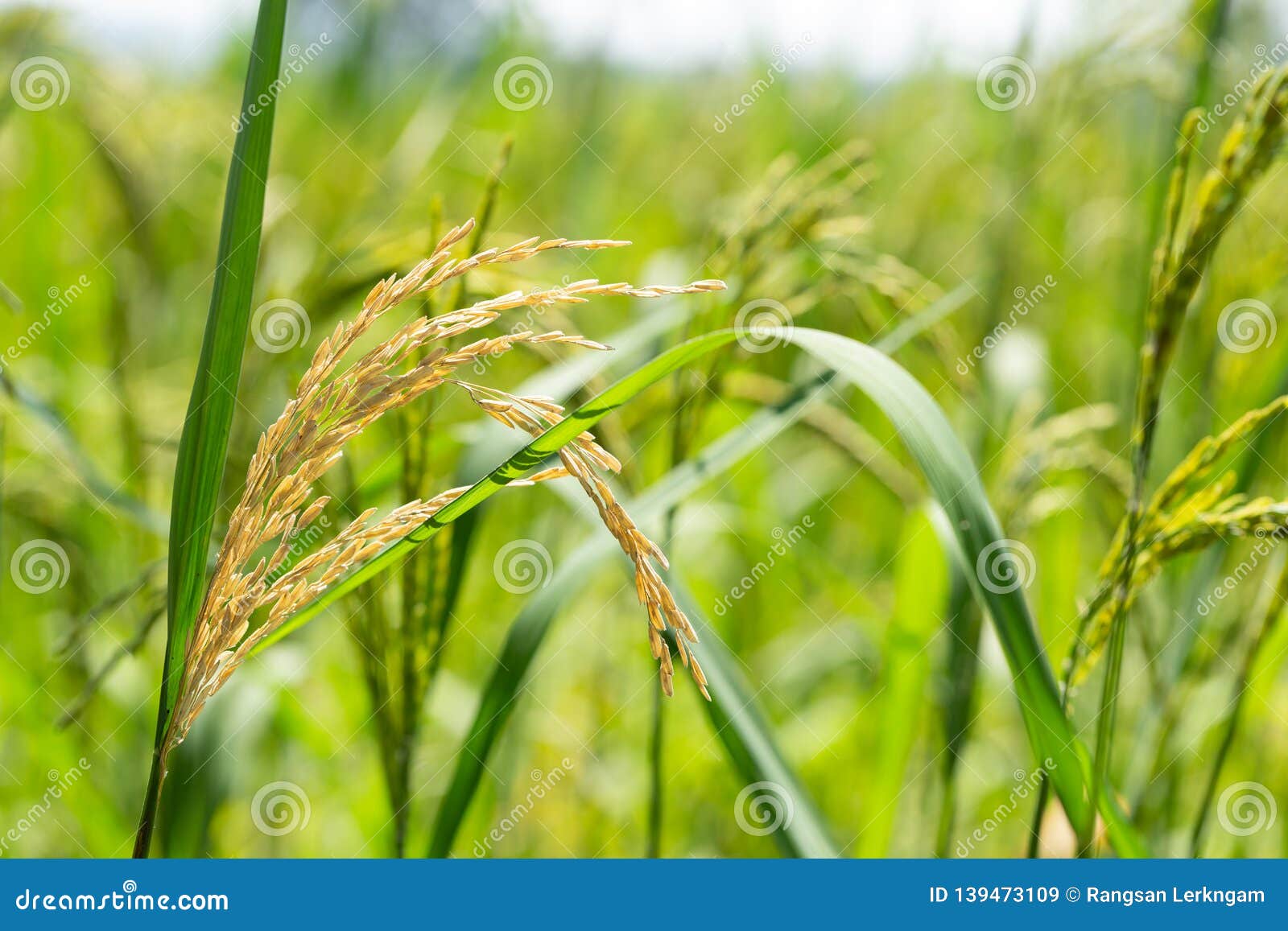 Damaged rice grains stock image. Image of abstract, rice - 139473109