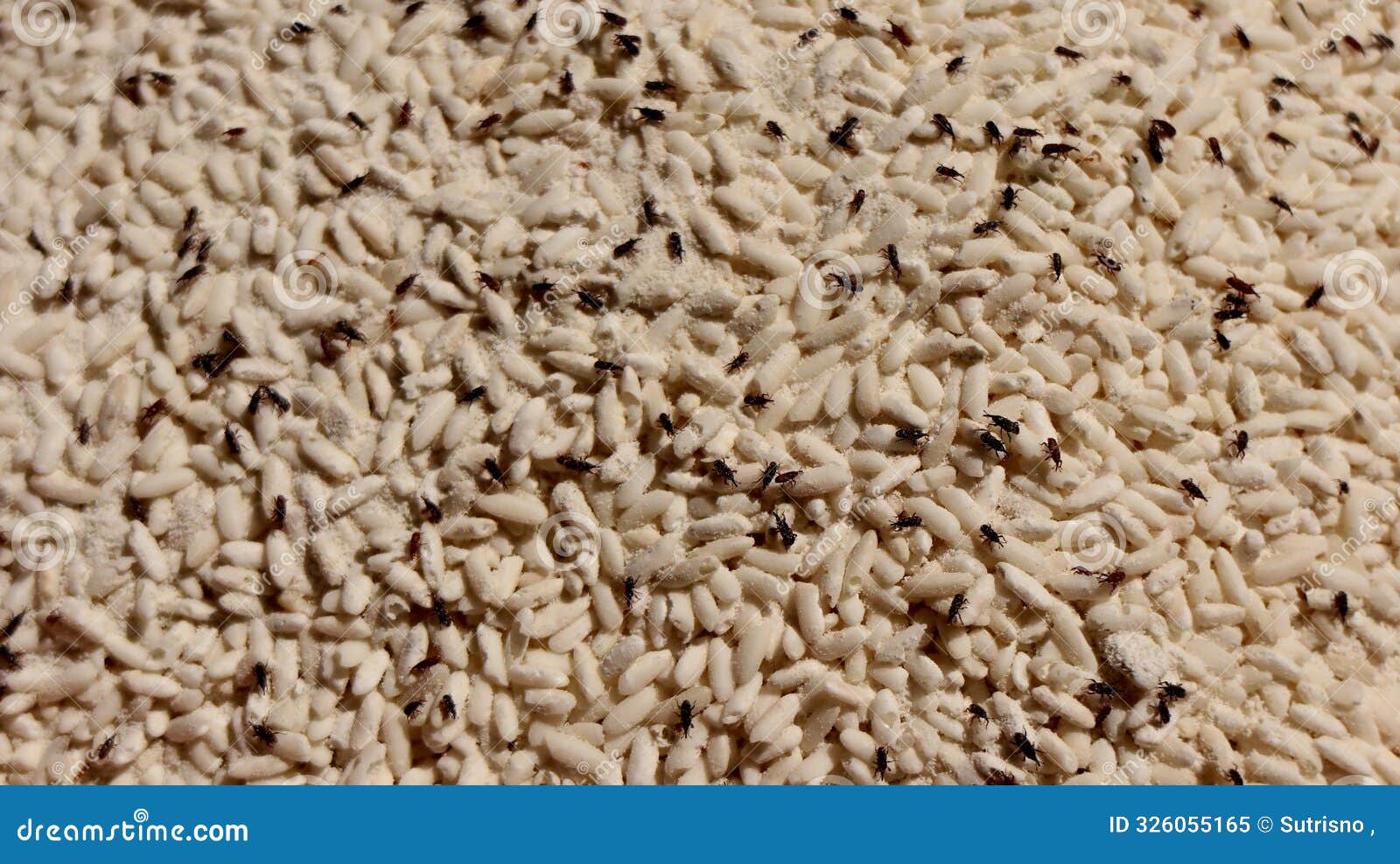 Damaged Rice Was Attacked by Lice. Bug on Rice. Rice Amelon Stock Image ...