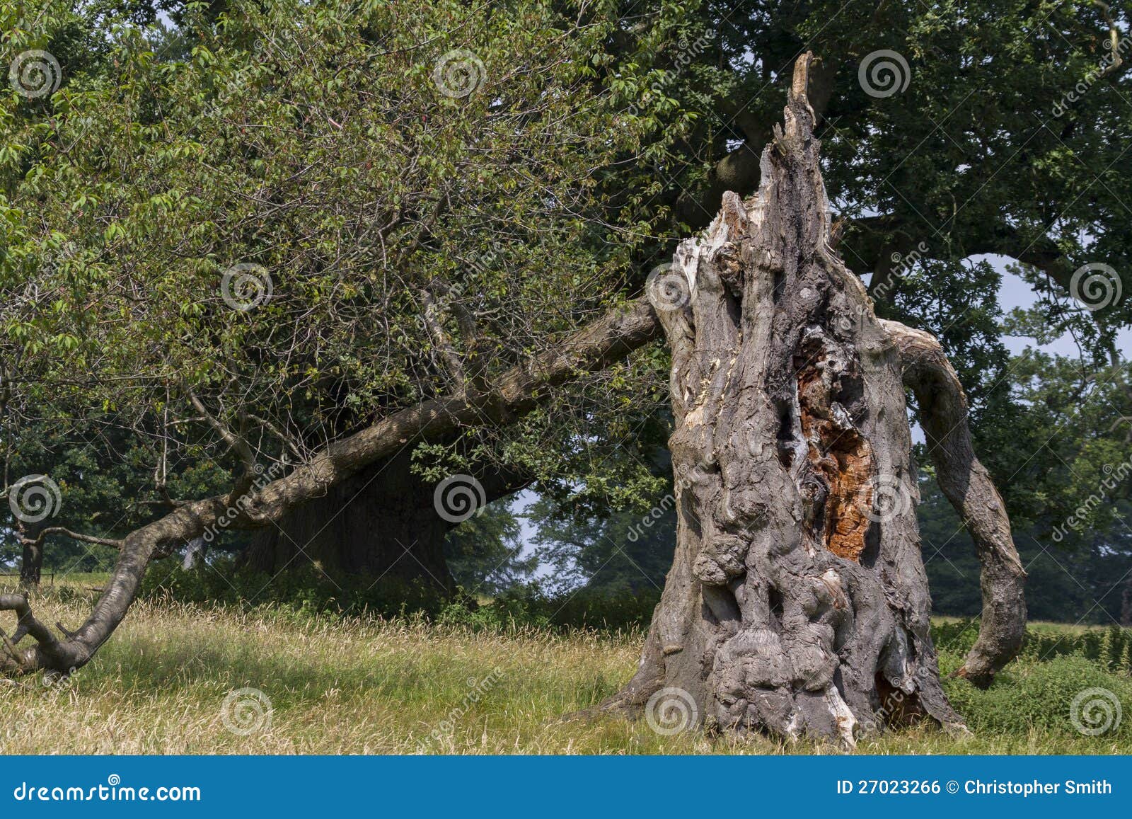 Damaged tree stock photo. Image of severe, tree, stormdamage - 27023266