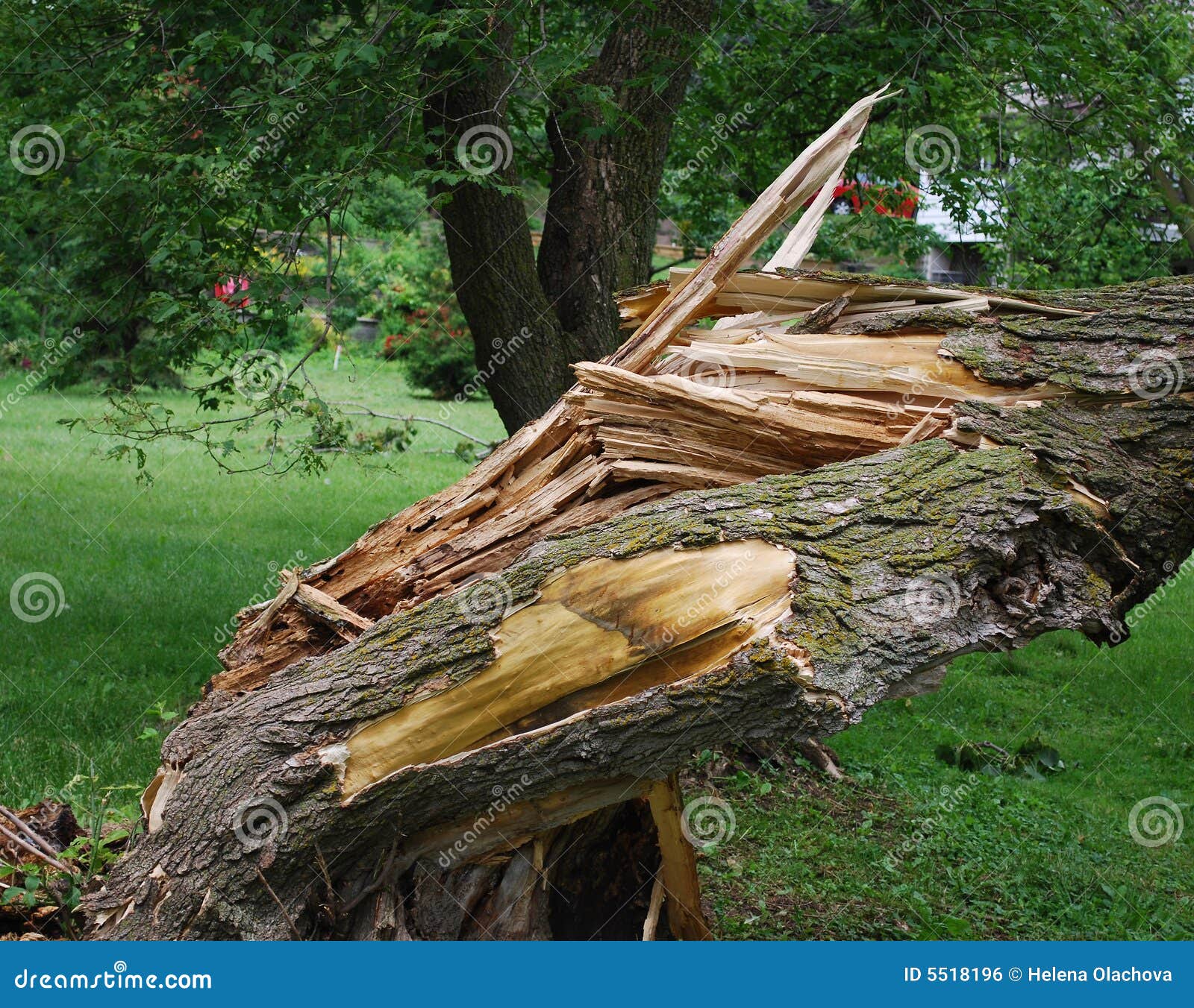 Damaged Tree stock photo. Image of abstract, city, large - 5518196