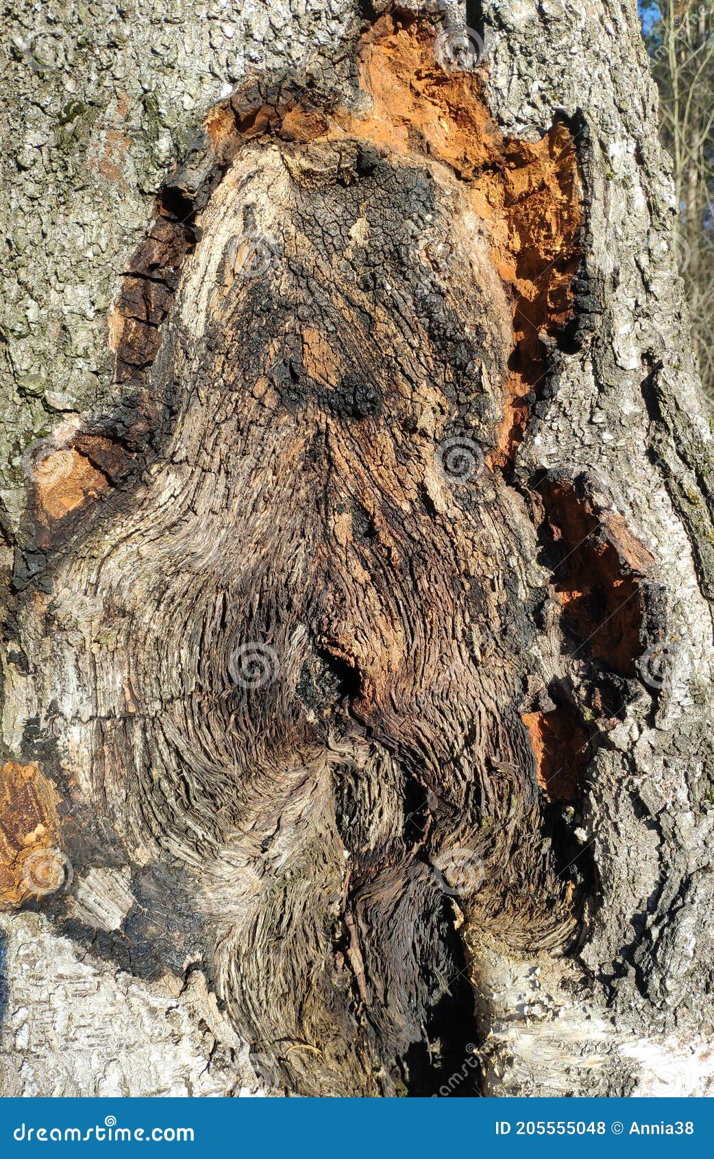 Damaged Tree Bark. Beautiful Structure of Oak Bark Stock Photo - Image ...
